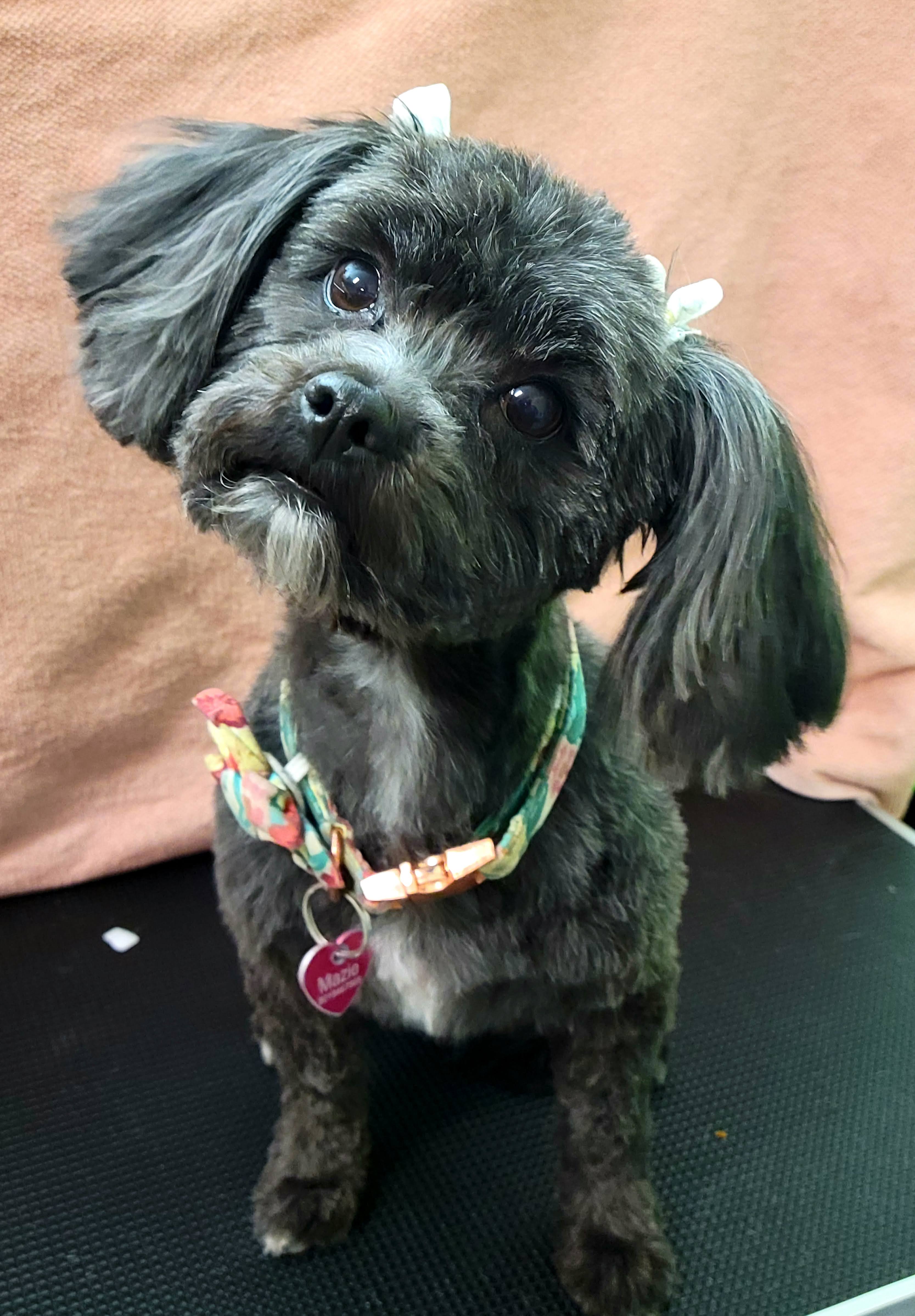 Online booking - The K9 Lounge