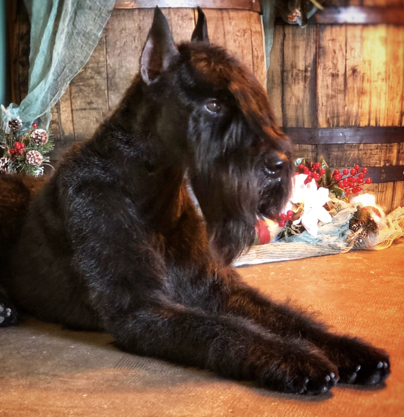 Online booking - 7-J Hound Haus