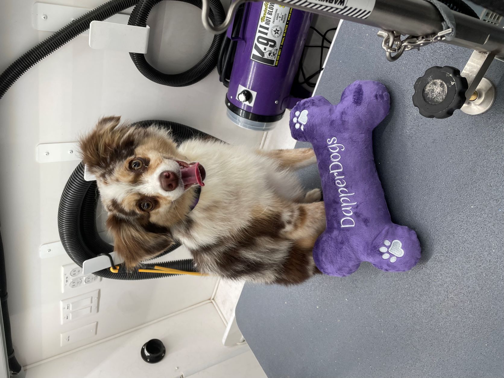 Online booking - Dapper Dogs Mobile Grooming