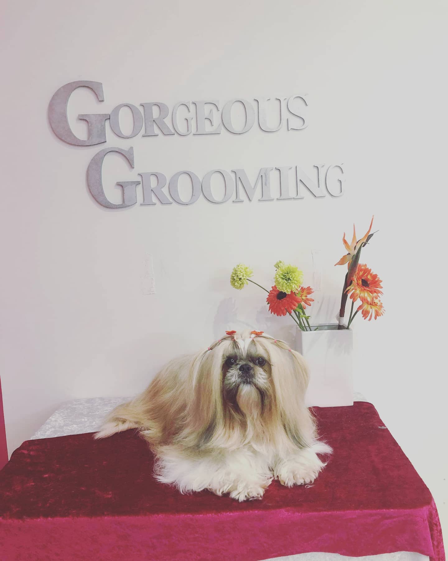 Online booking - Gorgeous Grooming Salon