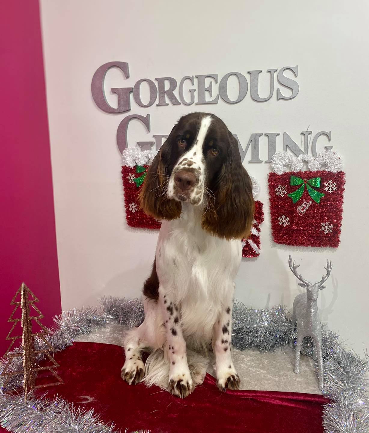 Online booking - Gorgeous Grooming Salon