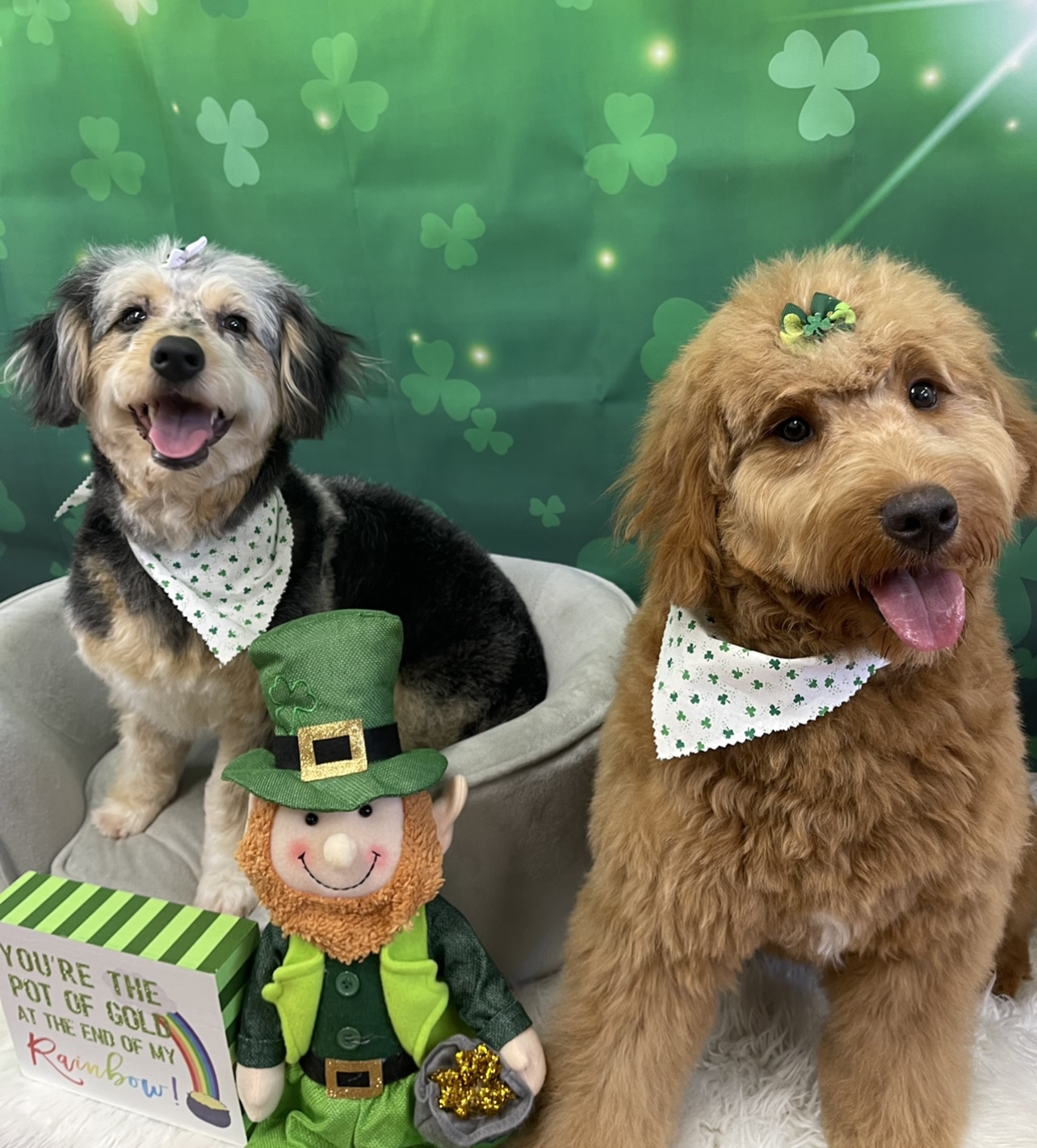 Online booking - Pampered Pooch Grooming & Boutique