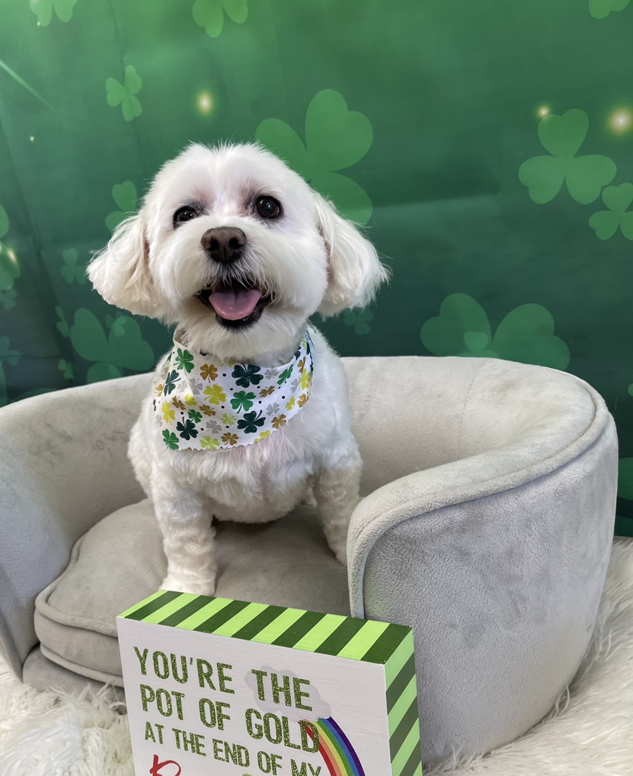 Online booking - Pampered Pooch Grooming & Boutique