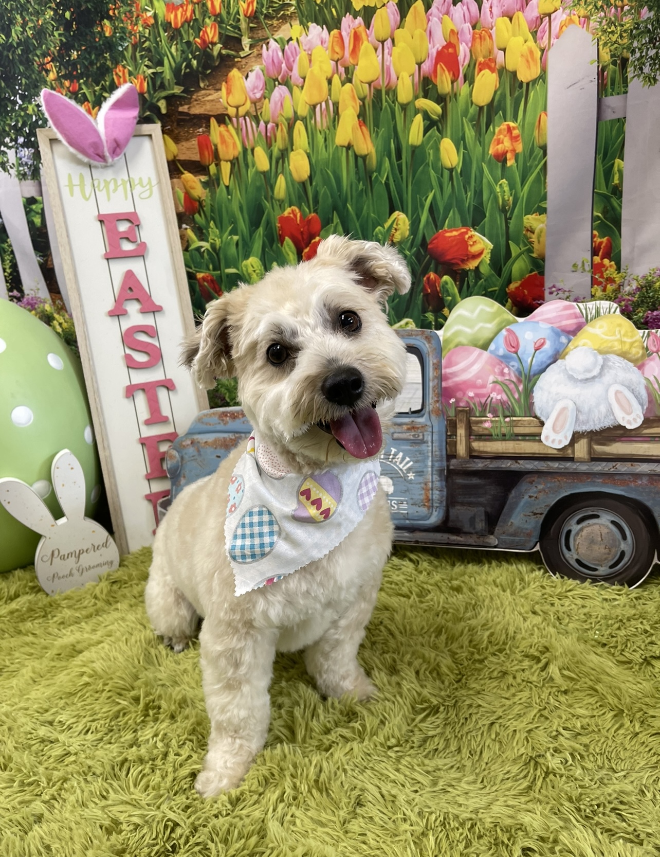 Online booking - Pampered Pooch Grooming & Boutique