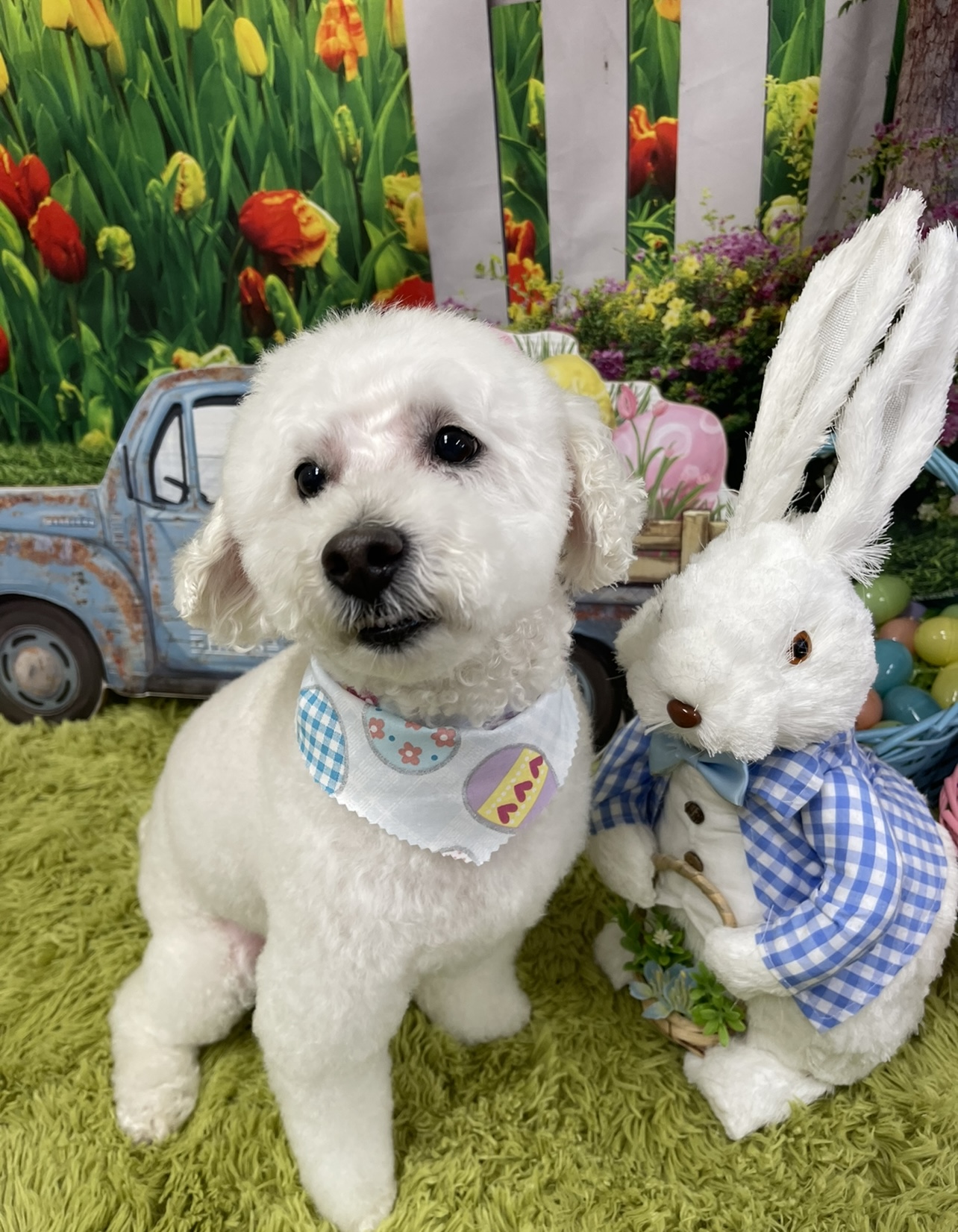 Online booking - Pampered Pooch Grooming & Boutique