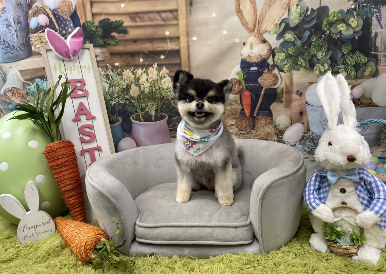 Online booking - Pampered Pooch Grooming & Boutique