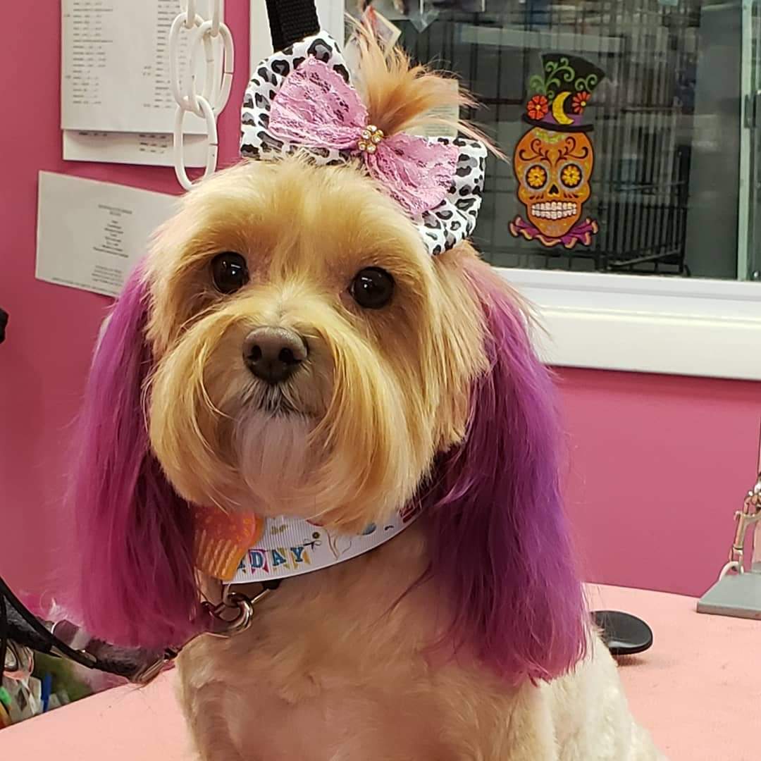 Online booking - Foofie Poochies