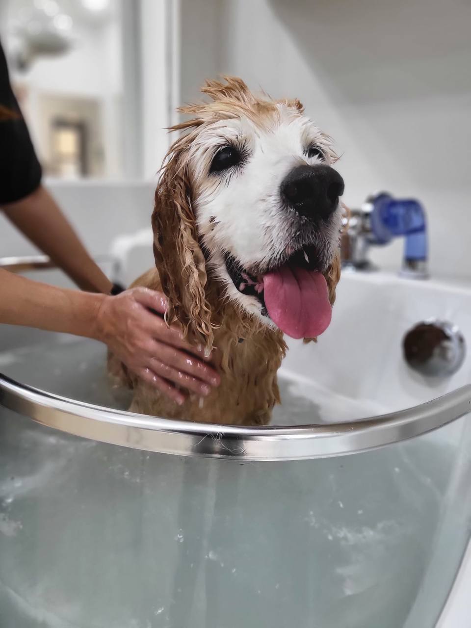 Online booking - The Grooming Angels