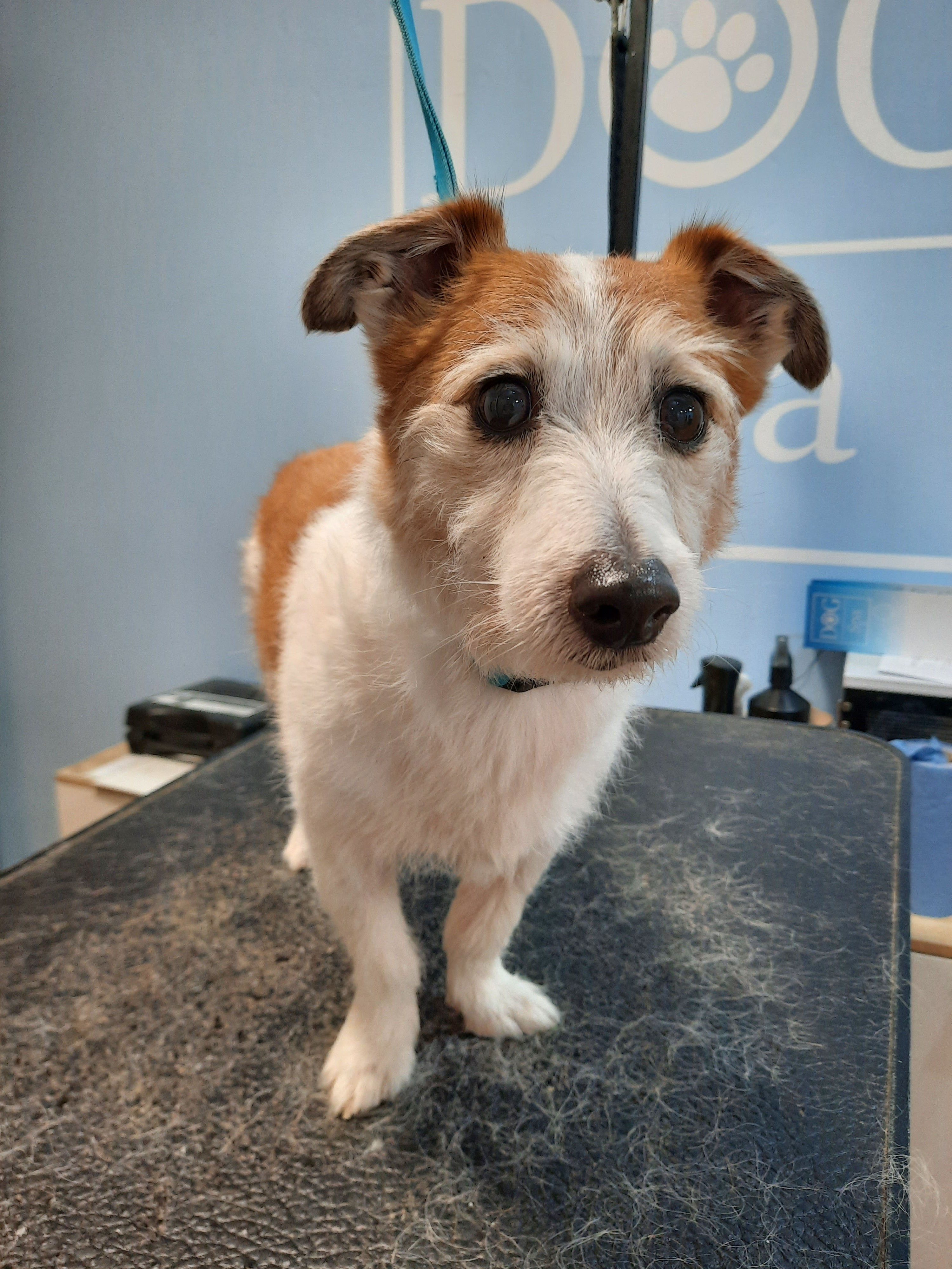 Online booking - Dog Store