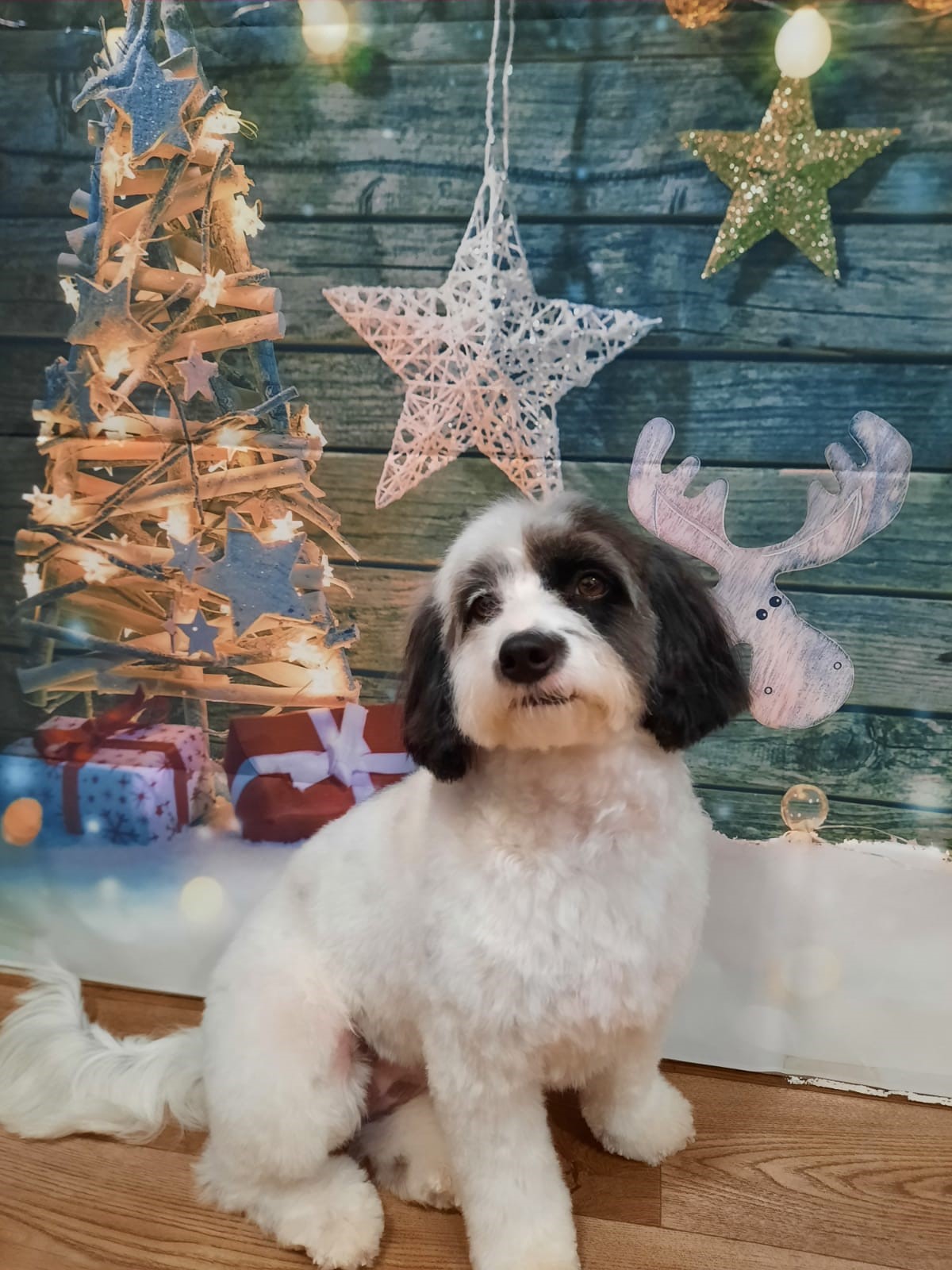 Online booking - Dog Store