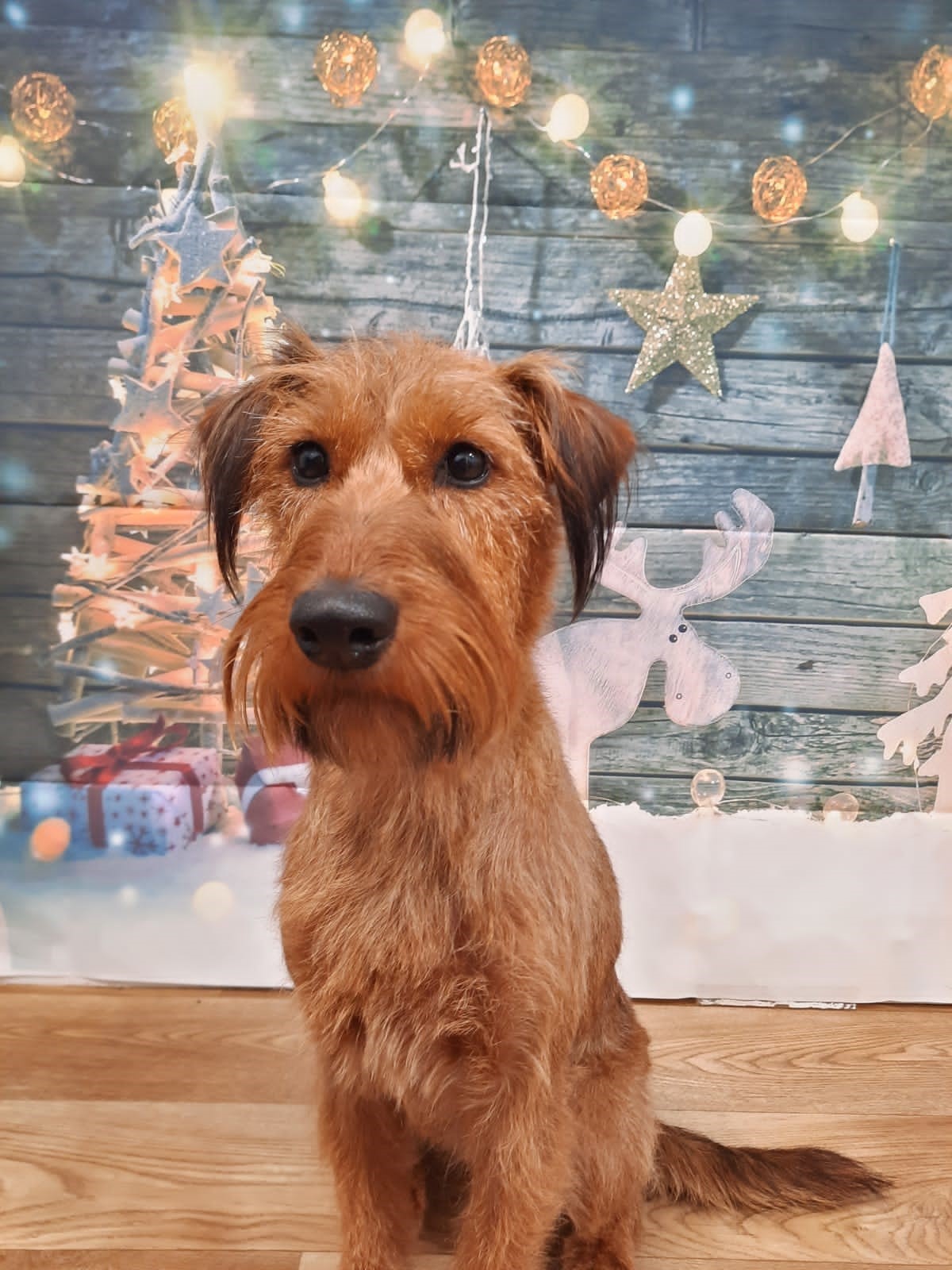 Online booking - Dog Store