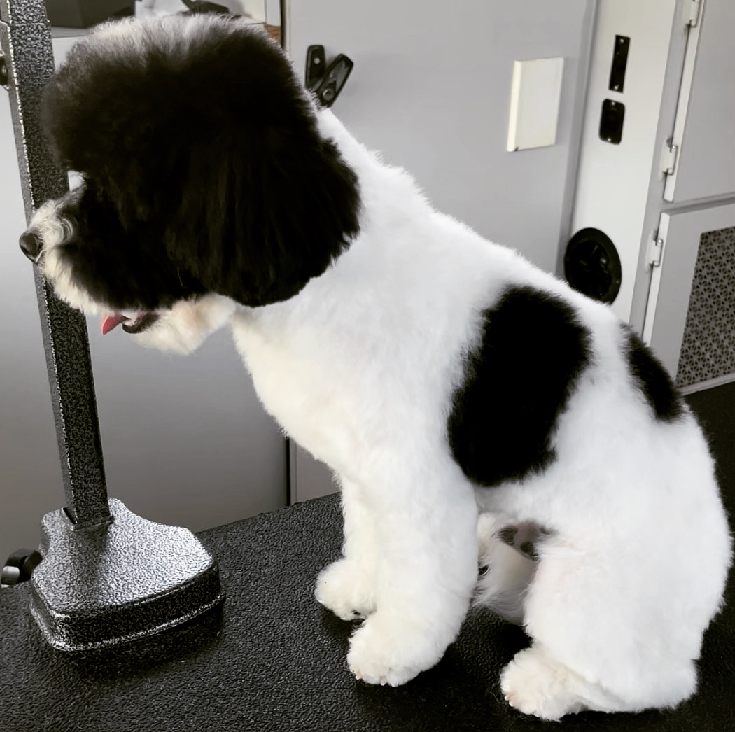 Online booking - Furry Tails Pet Grooming