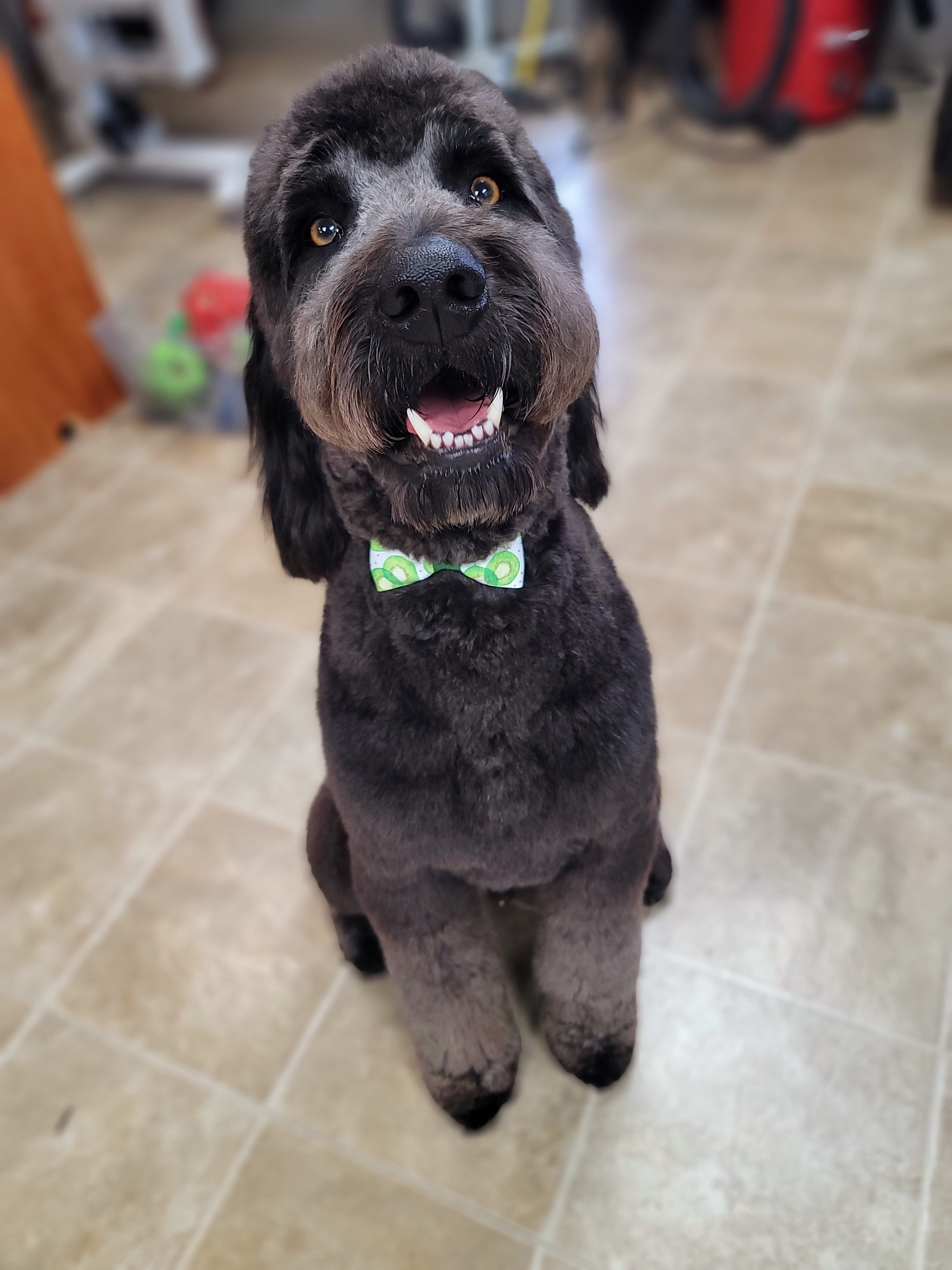 Online booking - The Dapper Dog