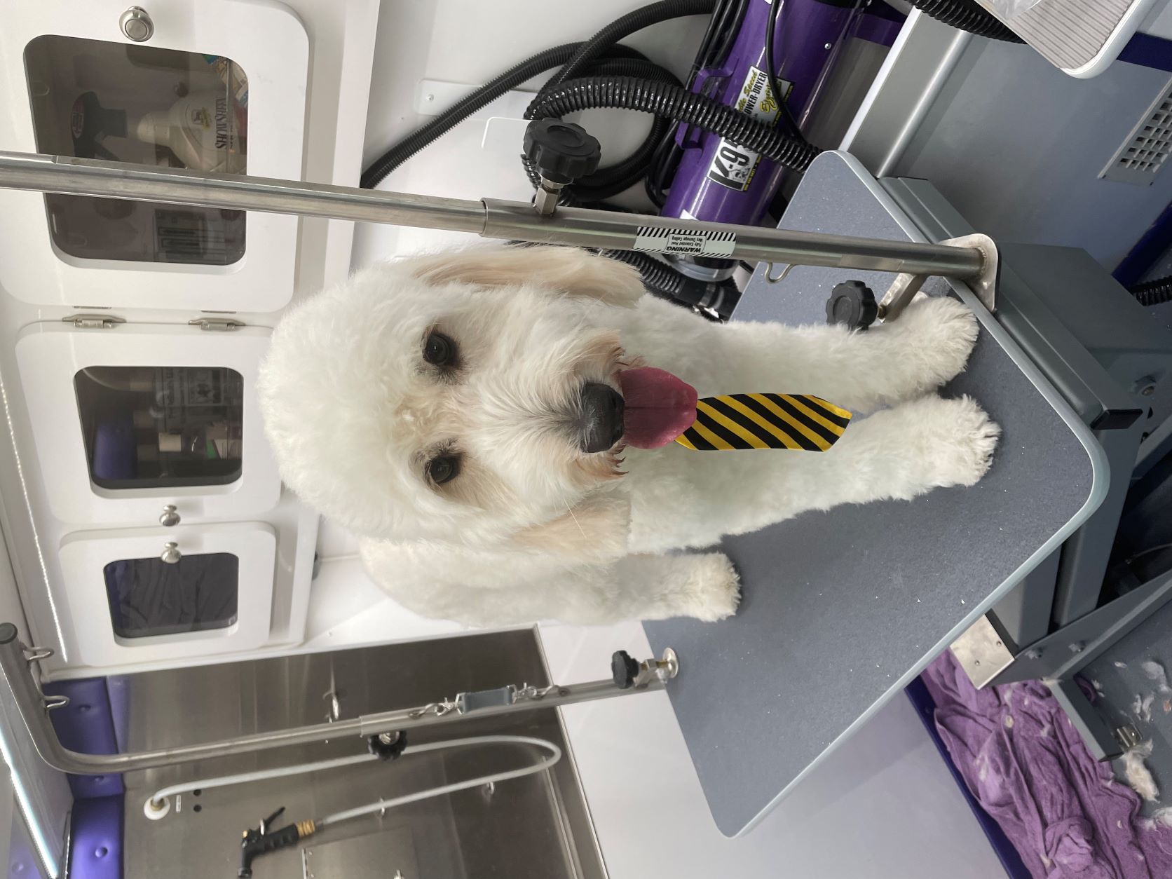 Online booking - Dapper Dogs Mobile Grooming