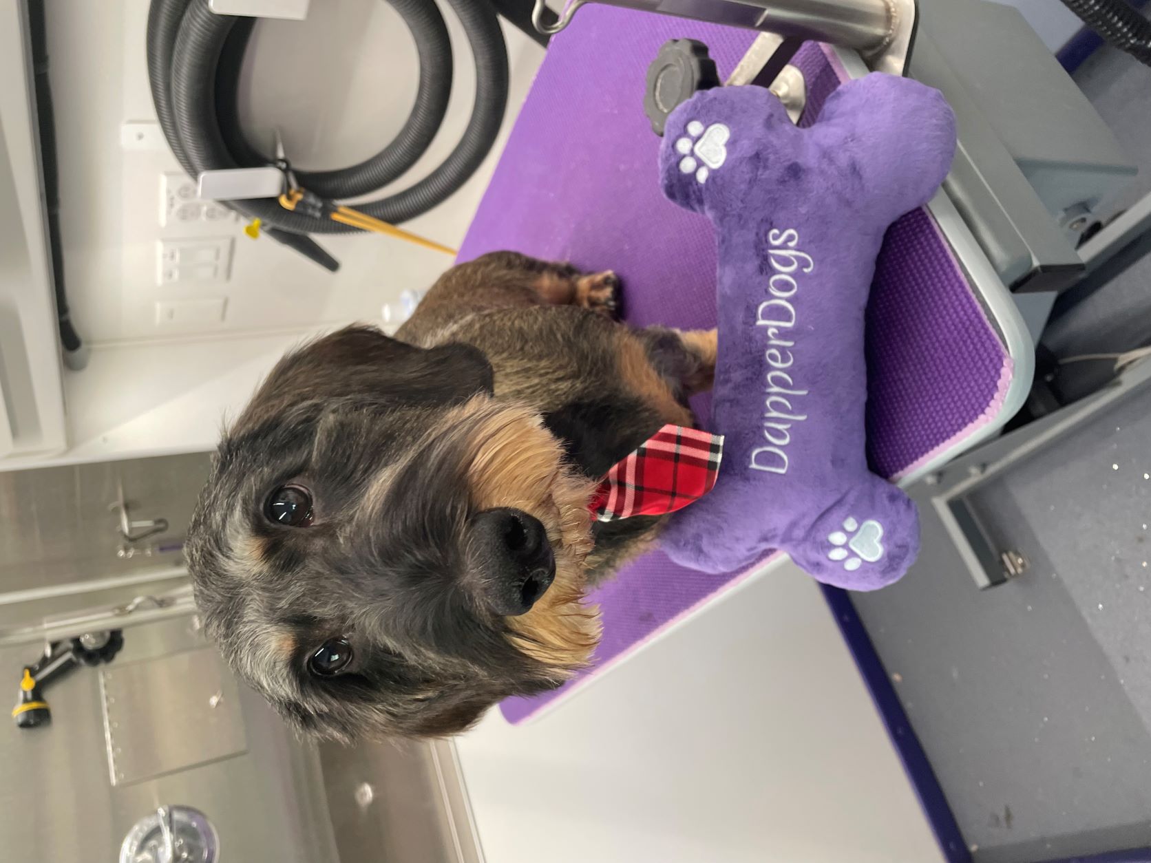 Online booking - Dapper Dogs Mobile Grooming