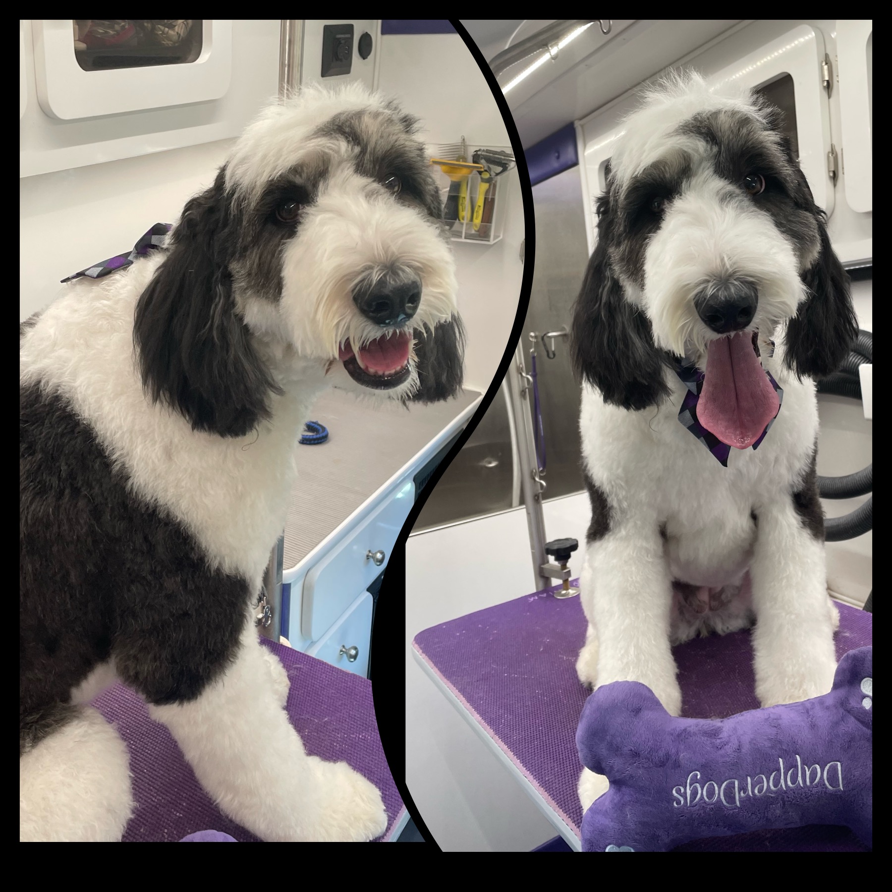 Online booking - Dapper Dogs Mobile Grooming