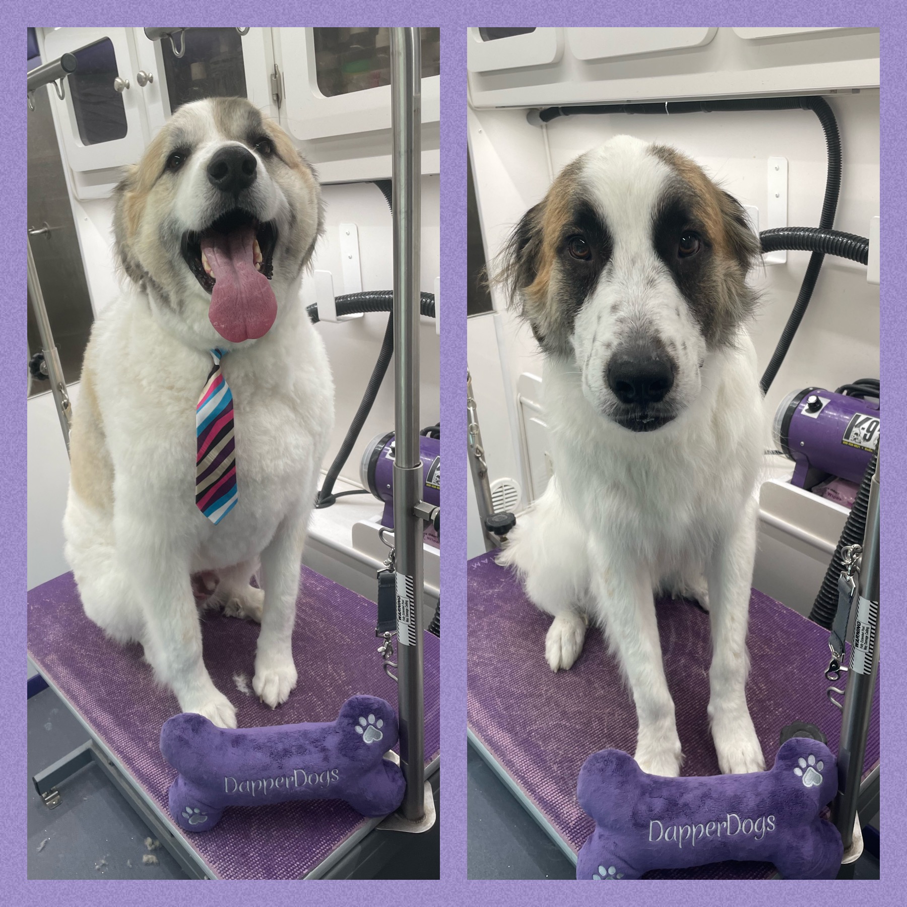 Online booking - Dapper Dogs Mobile Grooming