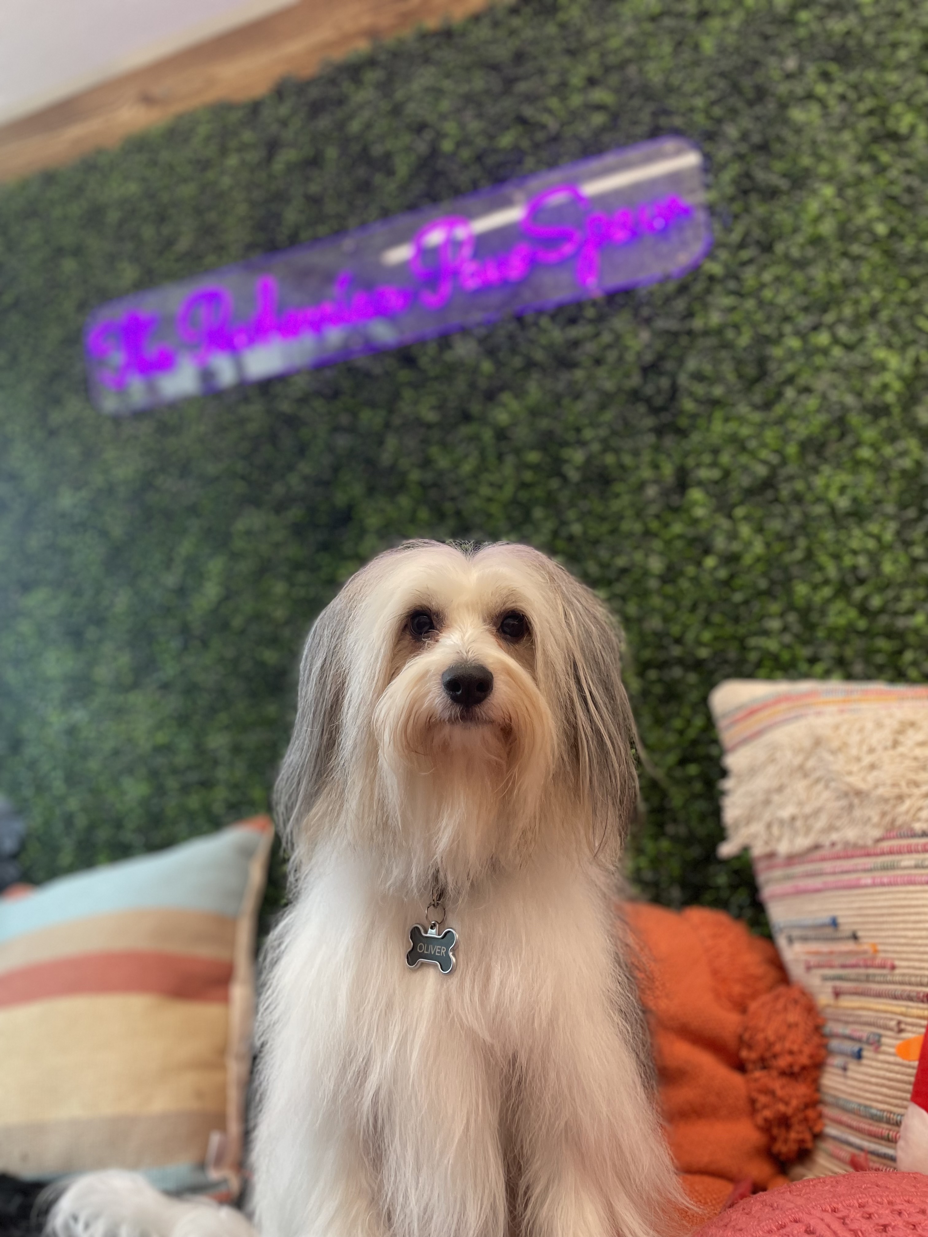 Online booking - The Pawhemian Paw Spaw LLC