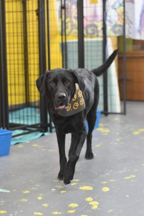 Online booking - The Dashing Dog Parlour, LLC