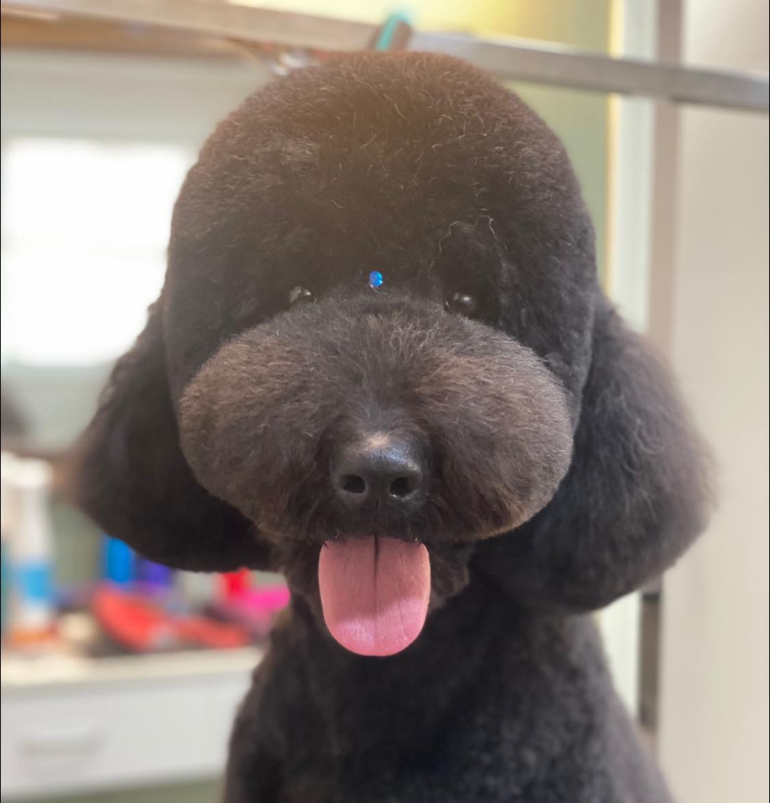 Online booking - Classy Canine