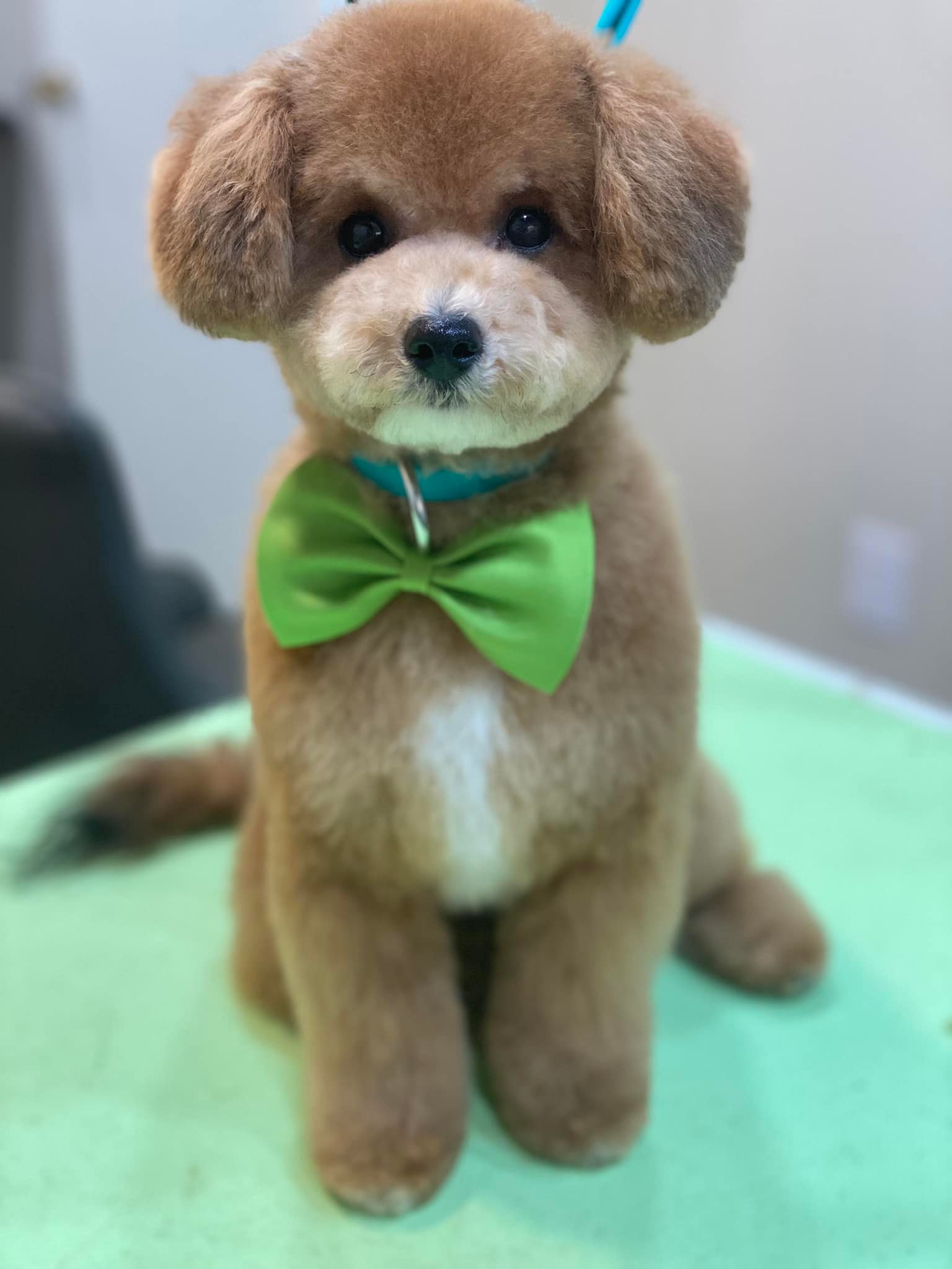 Online booking - Classy Canine