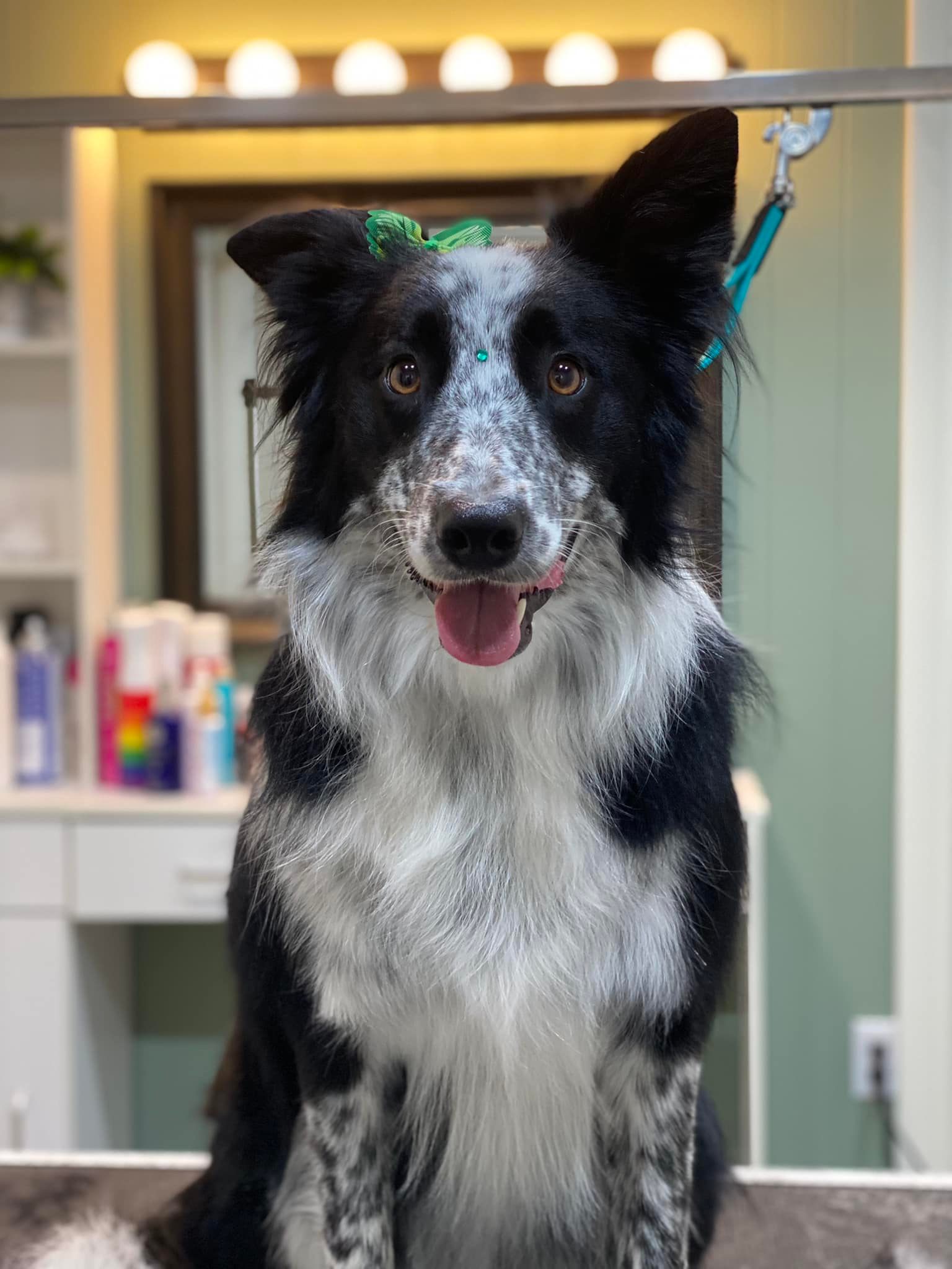 Online booking - Classy Canine