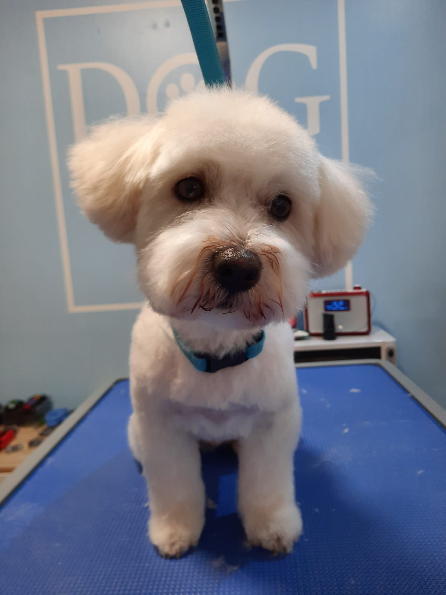 Online booking - Dog Store