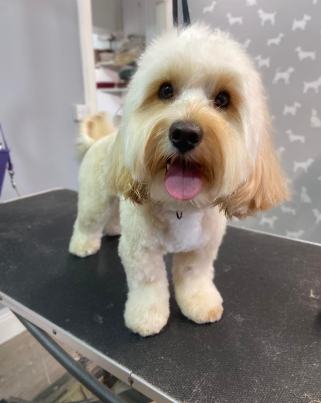Online booking - Short bark and sides