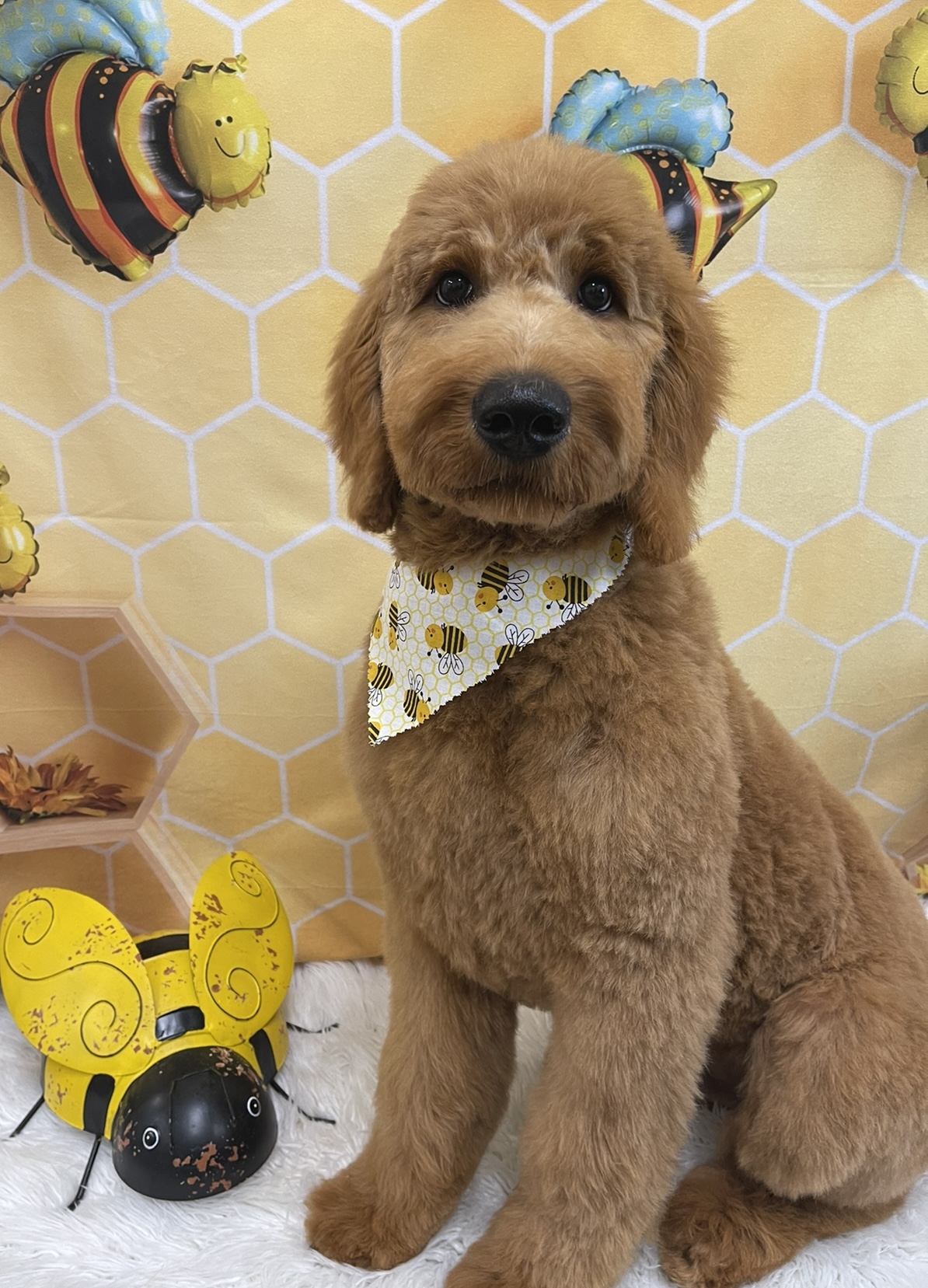 Online booking - Pampered Pooch Grooming & Boutique