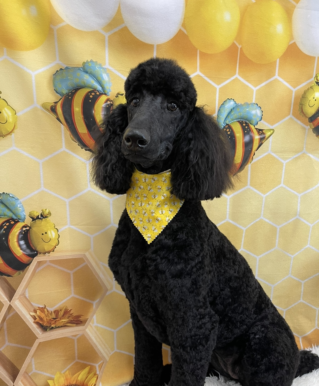 Online booking - Pampered Pooch Grooming & Boutique