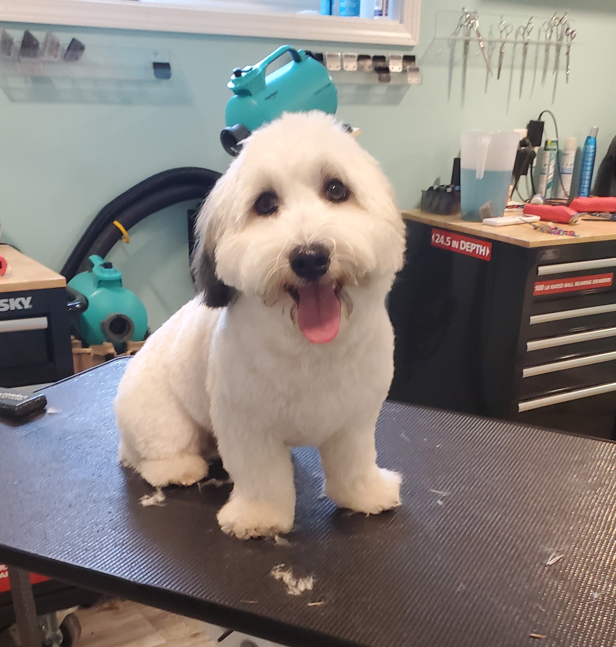 Online booking - Shampooch Dartmouth