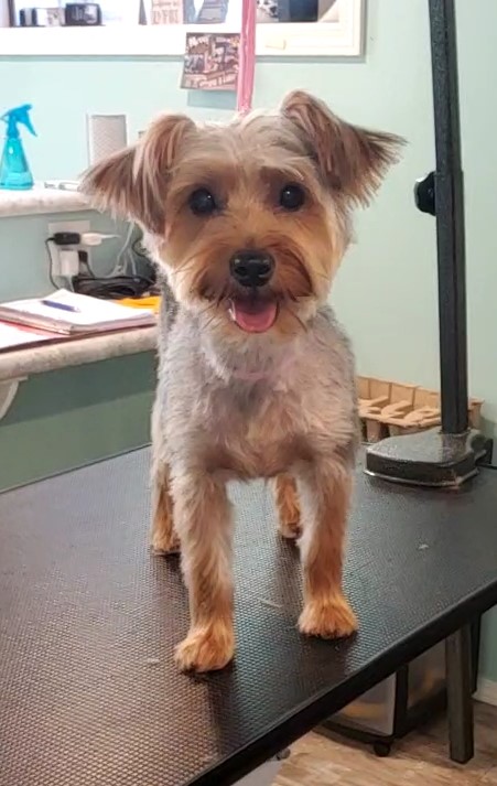 Online booking - Shampooch Dartmouth