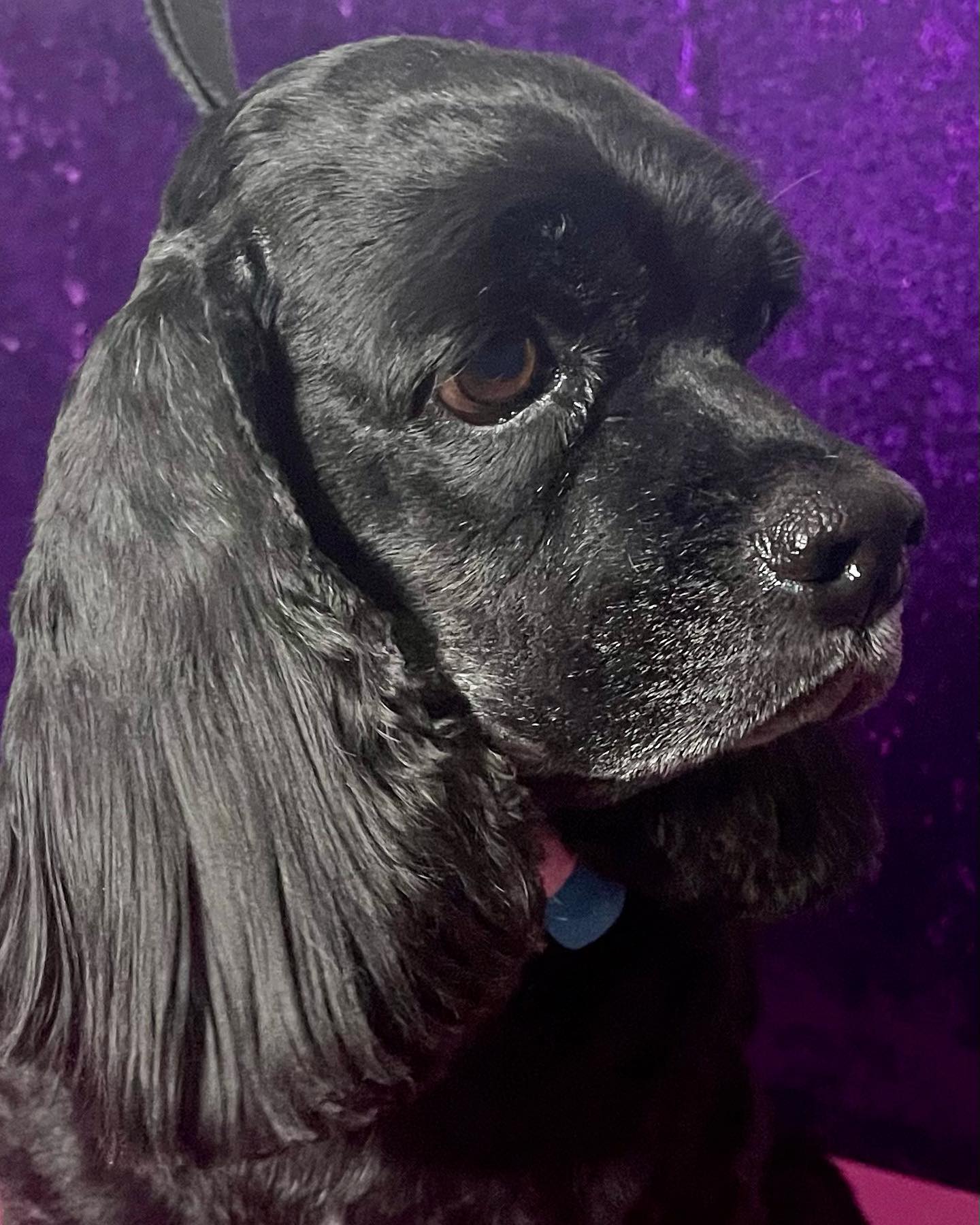 Online booking - Makeover Rover Mobile Grooming