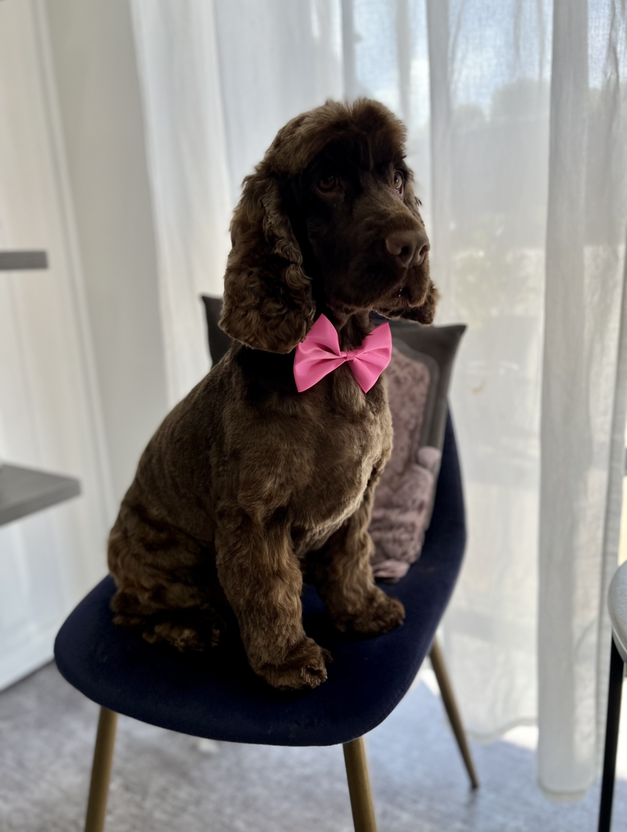 Online booking - Stylist to the Dogs Narangba