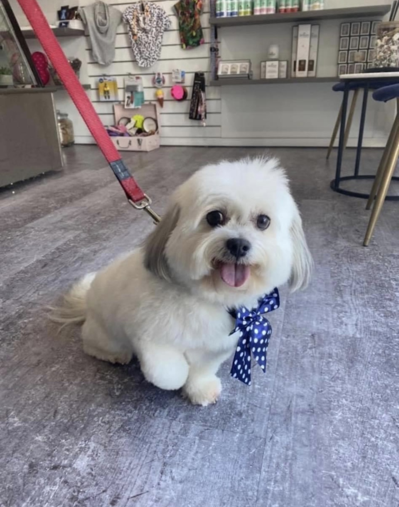 Online booking - Stylist to the Dogs Narangba