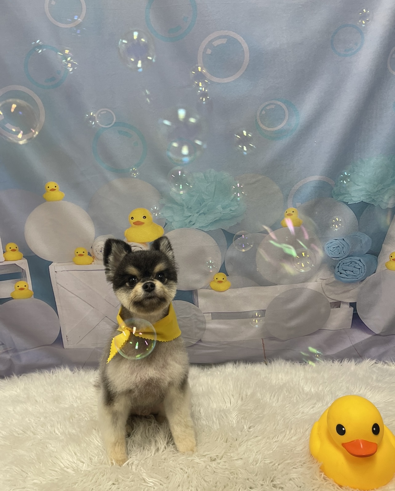 Online booking - Pampered Pooch Grooming & Boutique