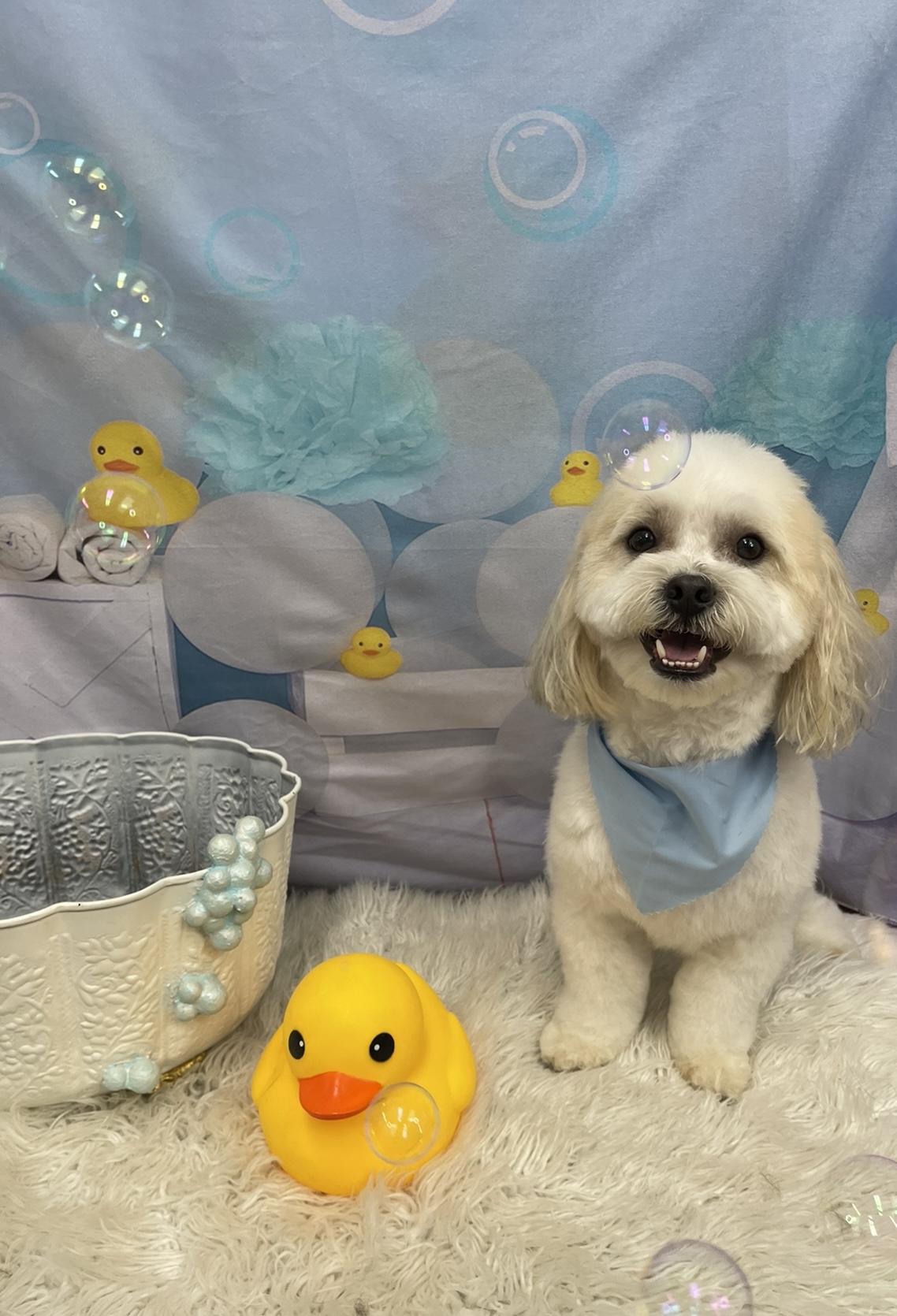 Online booking - Pampered Pooch Grooming & Boutique