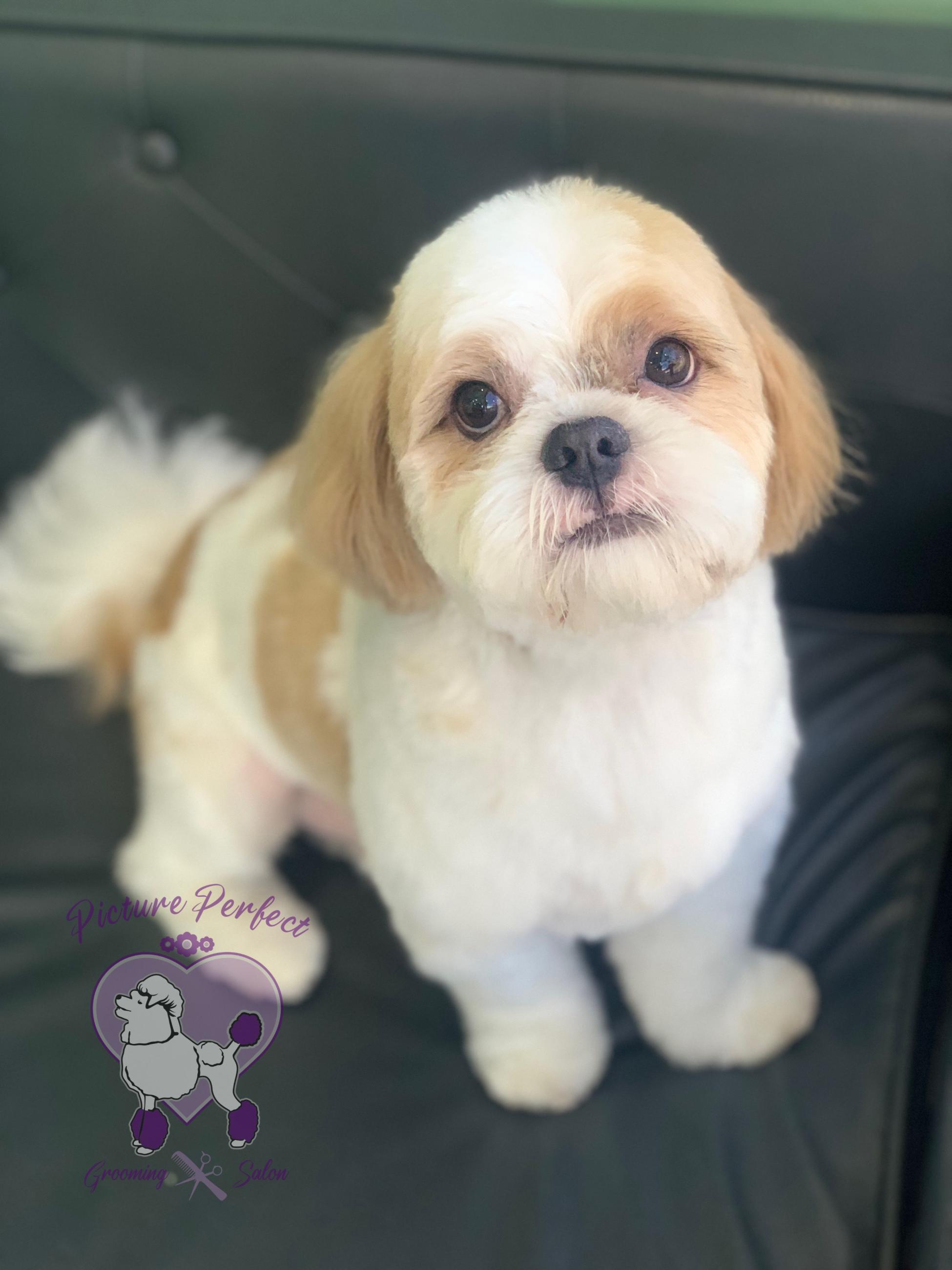 Online booking - Picture Perfect Grooming Salon