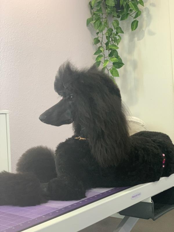 Online booking - Picture Perfect Grooming Salon