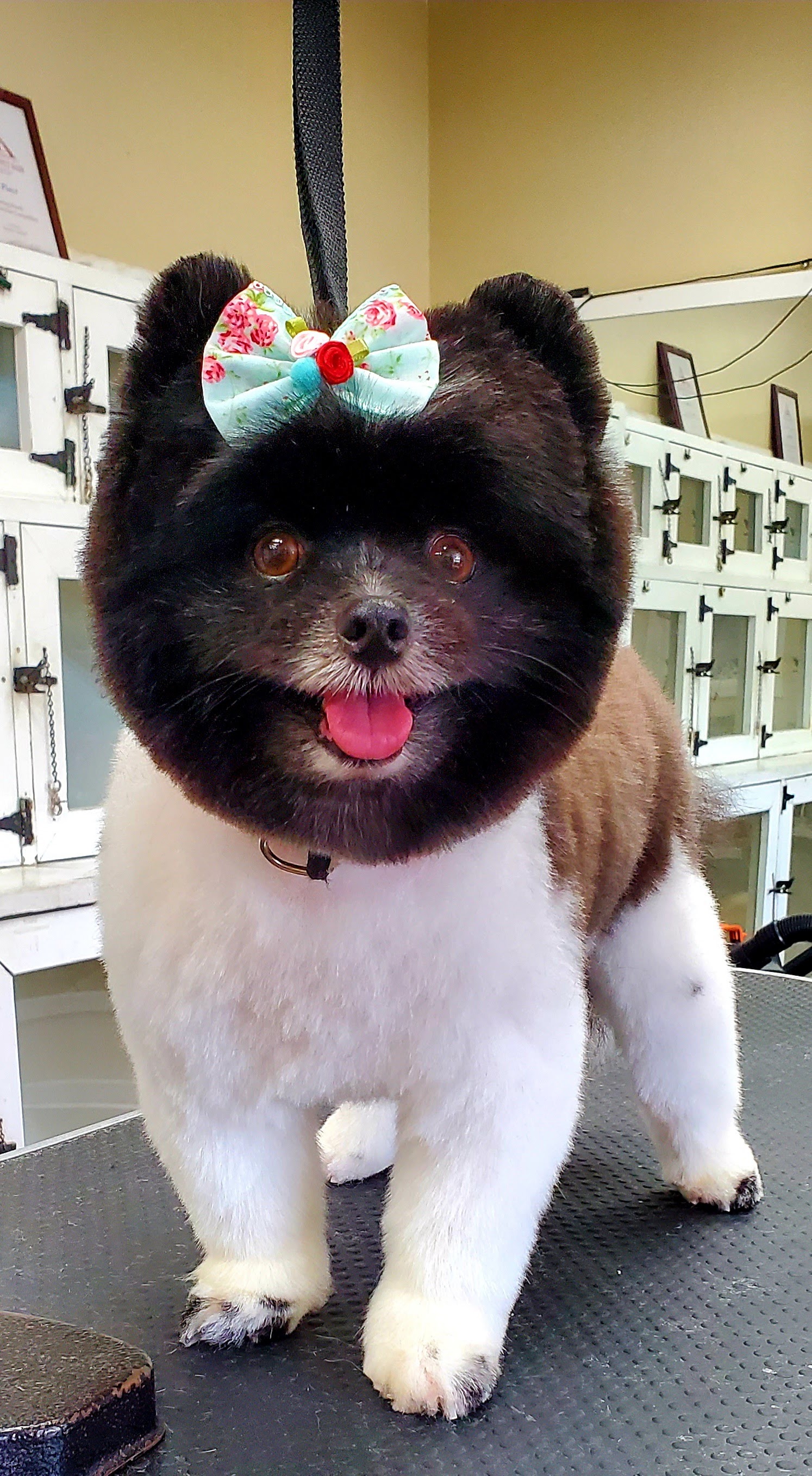 Online booking - Talia's UnFURgettable Dog Grooming