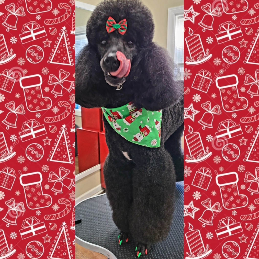 Online booking - Talia's UnFURgettable Dog Grooming