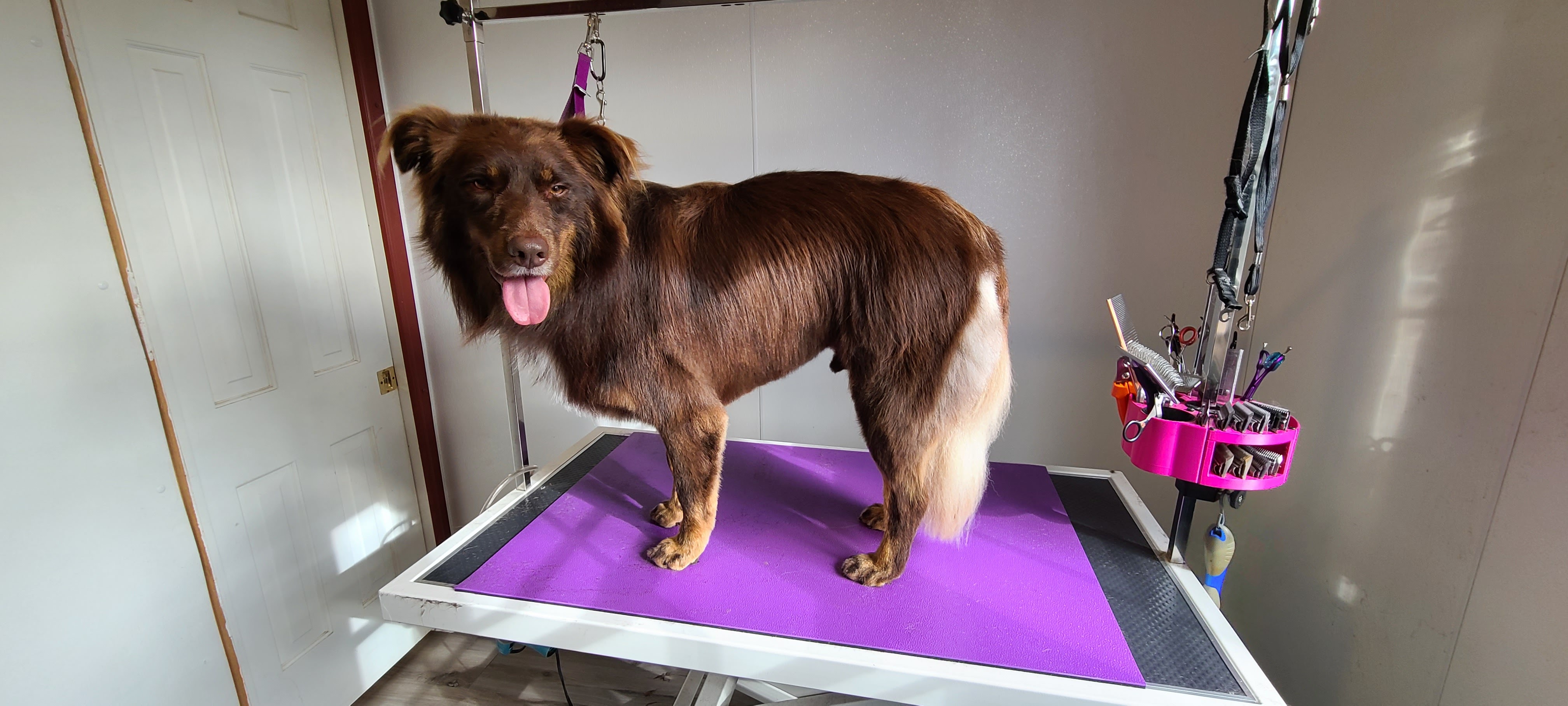 Online booking - Talia's UnFURgettable Dog Grooming