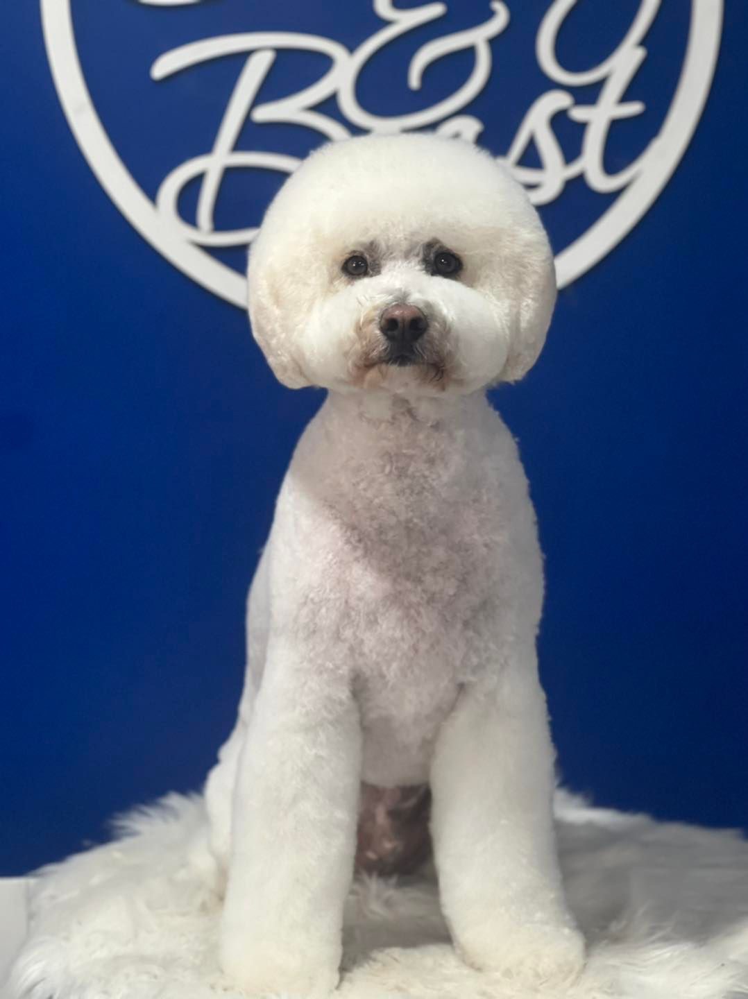 Online booking - Beauty and Beast Dog Grooming