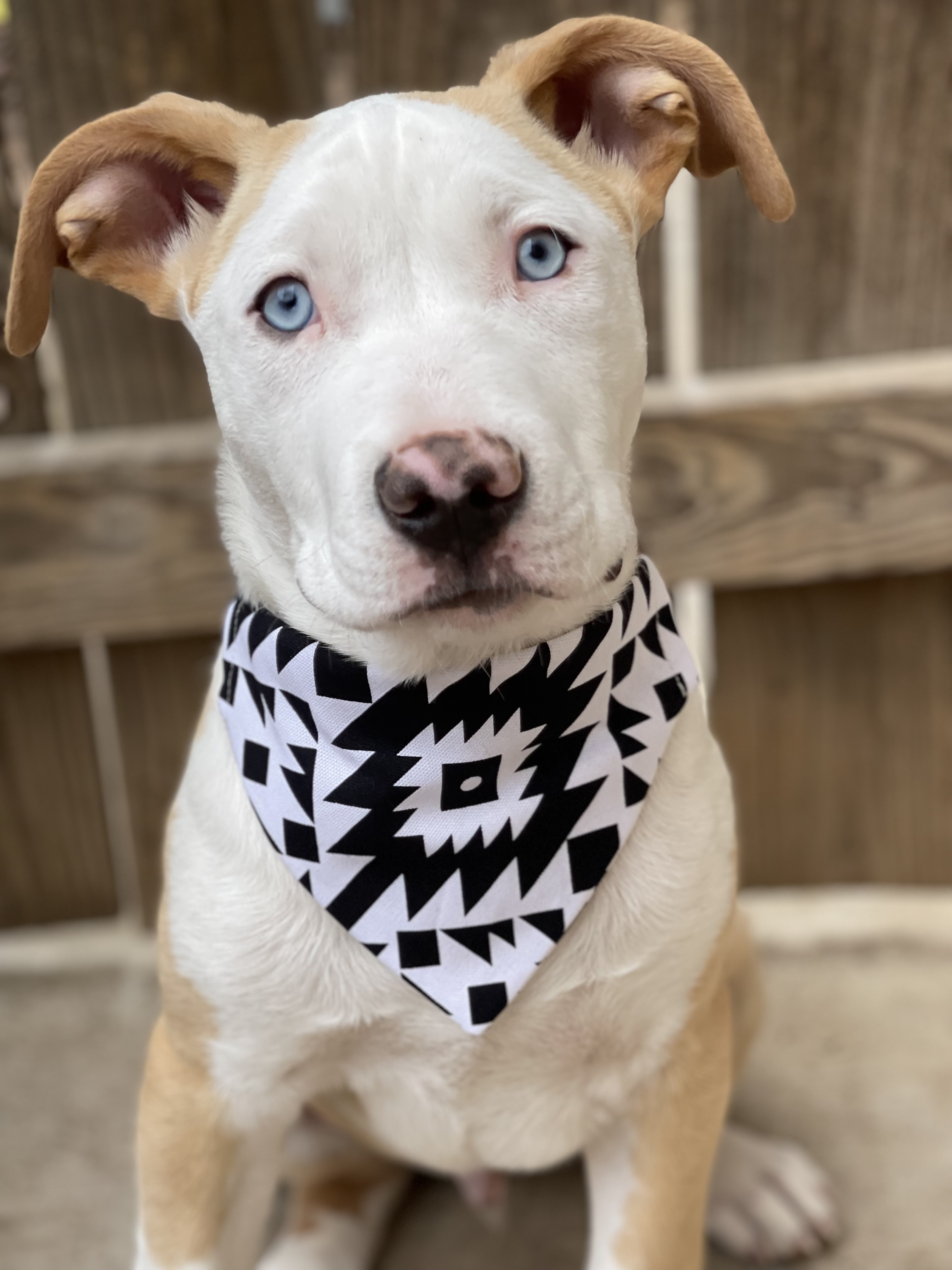 Online booking - Pampered Pup