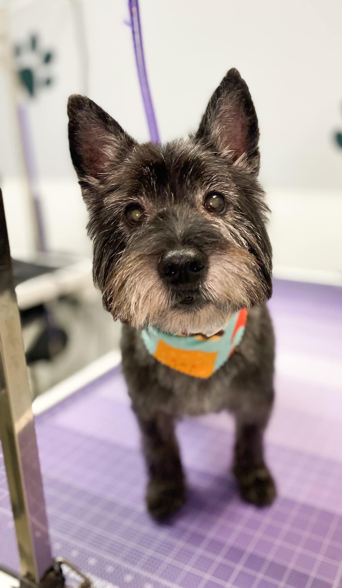 Online booking - Paws ReTreat