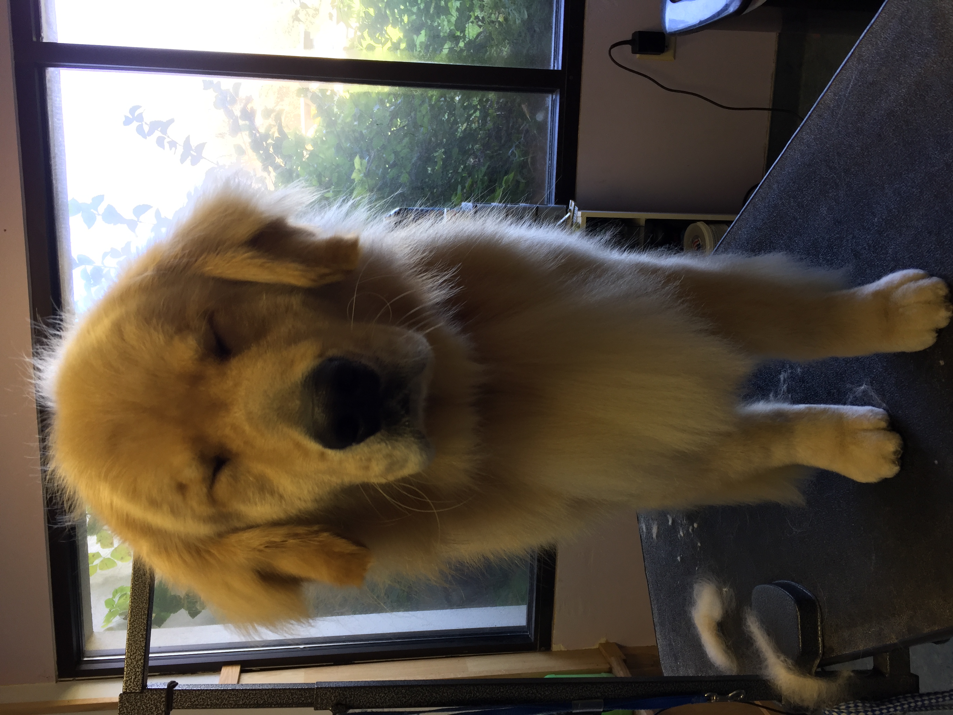 Online booking - All Breed Pet Parlor