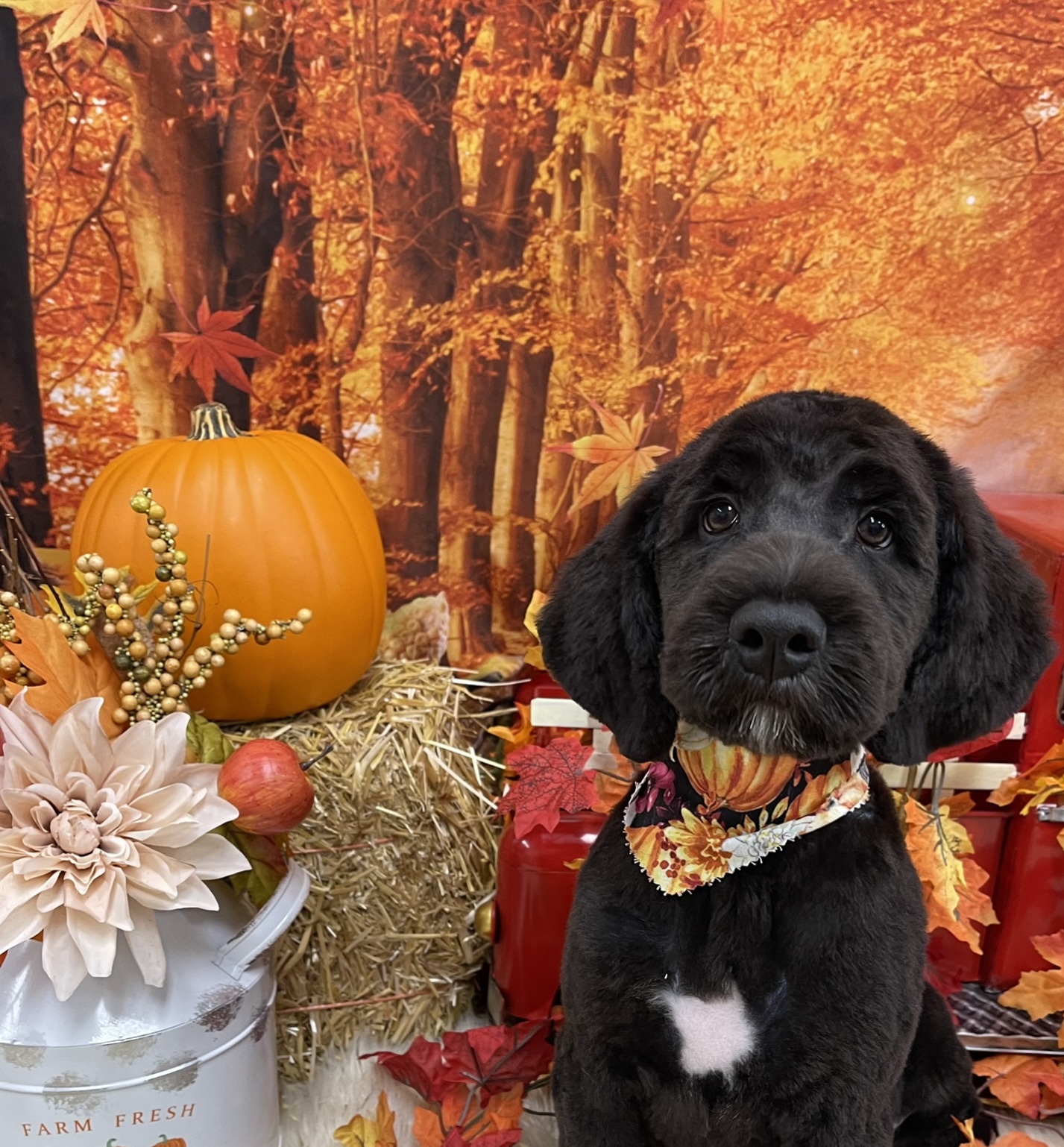 Online booking - Pampered Pooch Grooming & Boutique