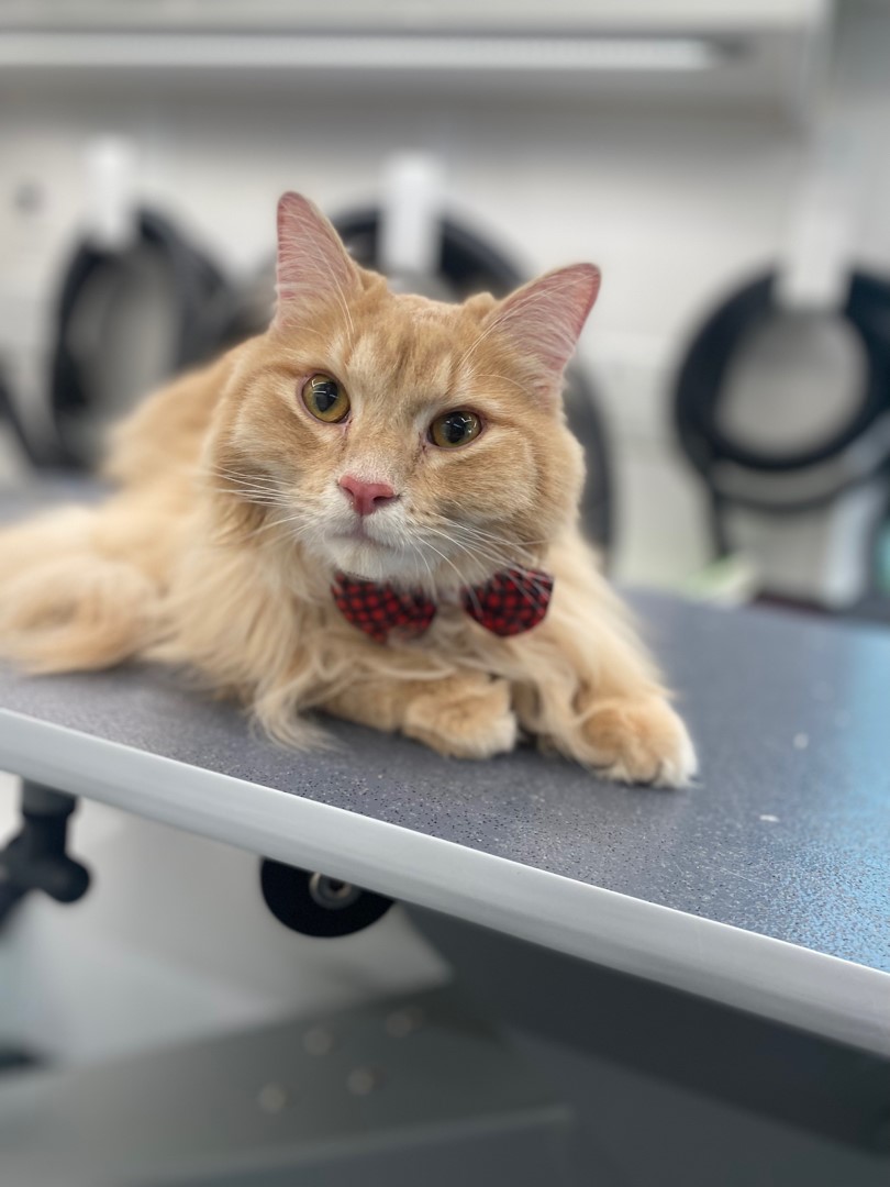 Online booking - Ninja Paw Mobile Groomers