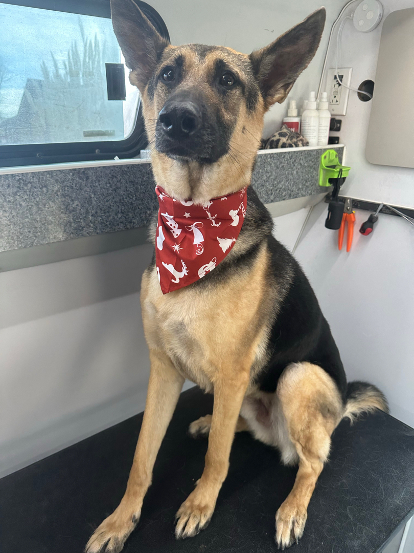 Online booking - Ninja Paw Mobile Groomers