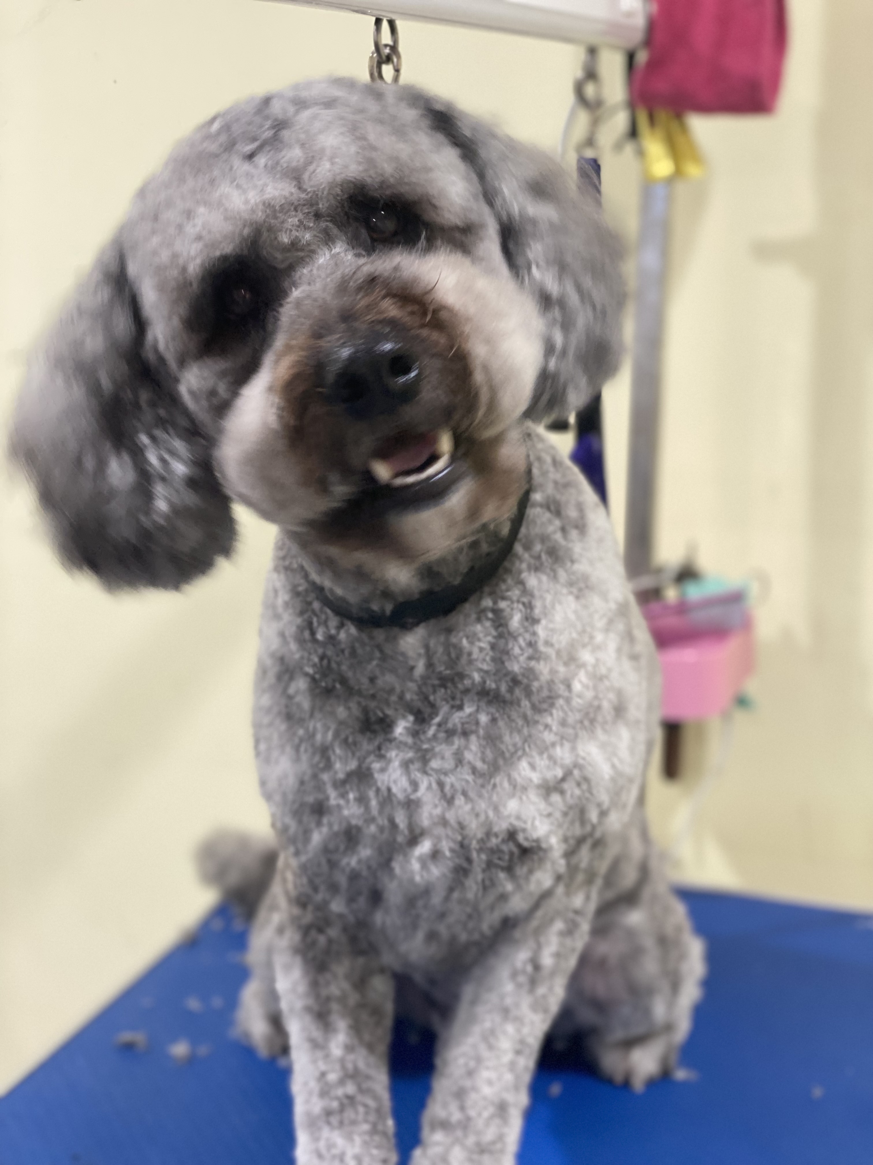 Online booking - Fresh Fur Dog Daycare & Grooming
